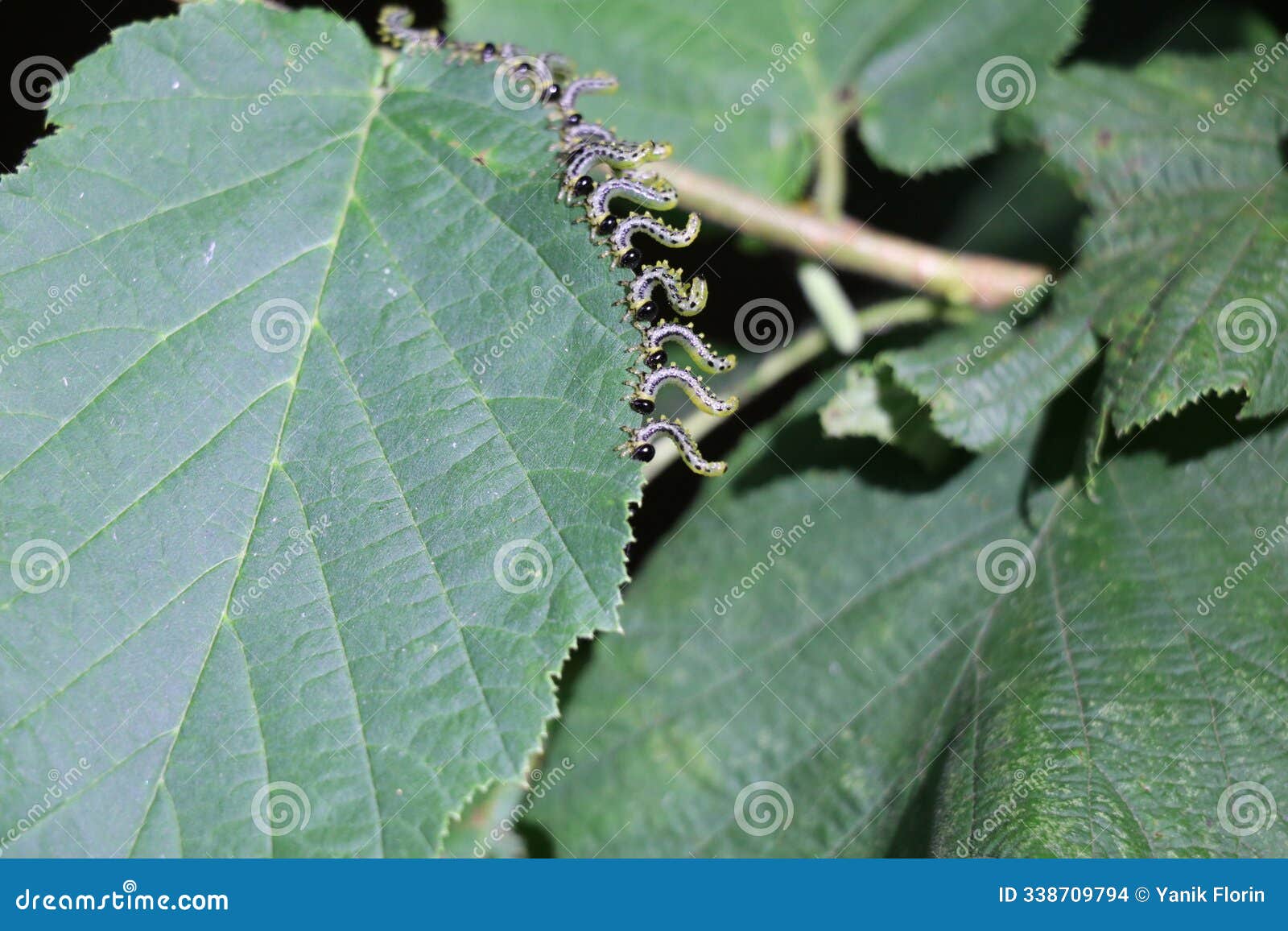 Sawfly Larvae In Defensive Posture Eating The Edge Of A Hazel Leaf ...