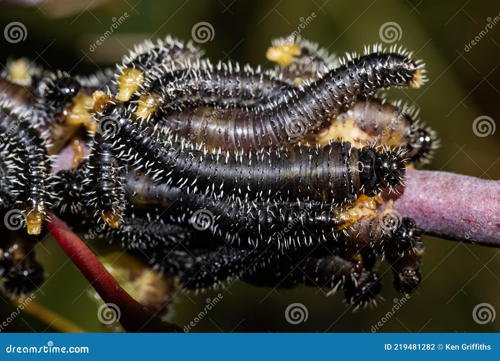 Sawfly larvae stock photo. Image of sawfly, spitfire - 219481282
