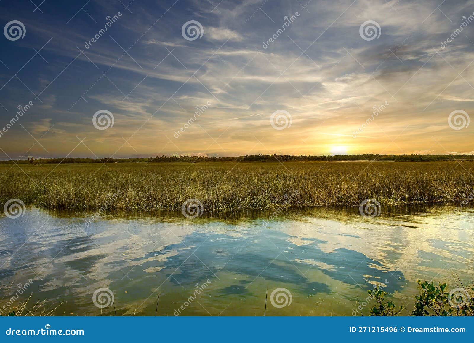 Sawgrass Marsh, Florida S Nature Coast Stock Photo - Image of landscape ...