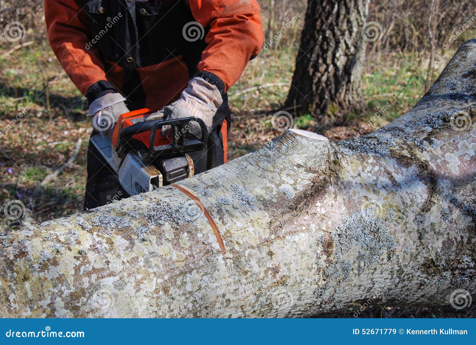 Sawing a big tree trunk stock image. Image of sawing - 52671779