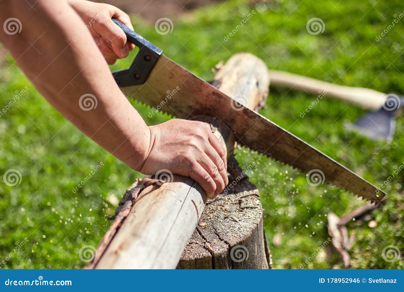 Sawing Dry Logs for Firewood with a Hand Saw Stock Photo - Image of ...