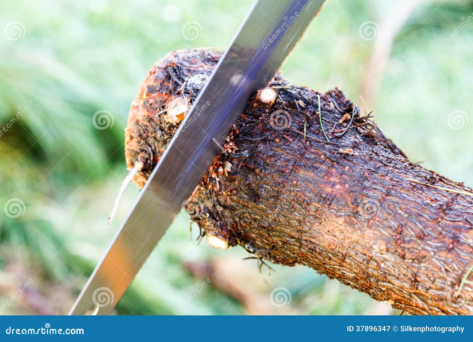 Sawing End of Tree stock image. Image of working, wood - 37896347