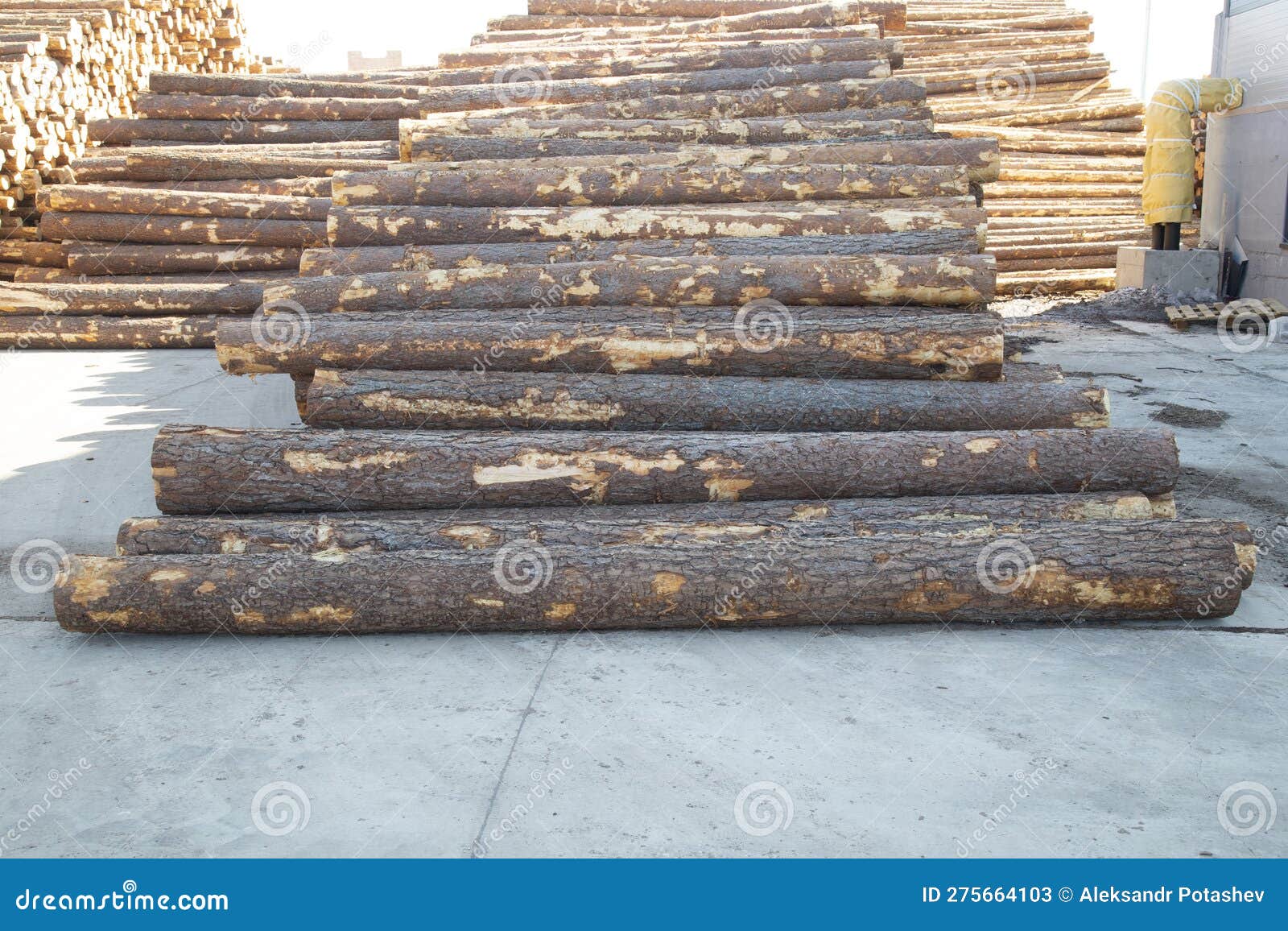 Sawing Logs into Boards.Timber Products Warehouse on a Specialized Site ...