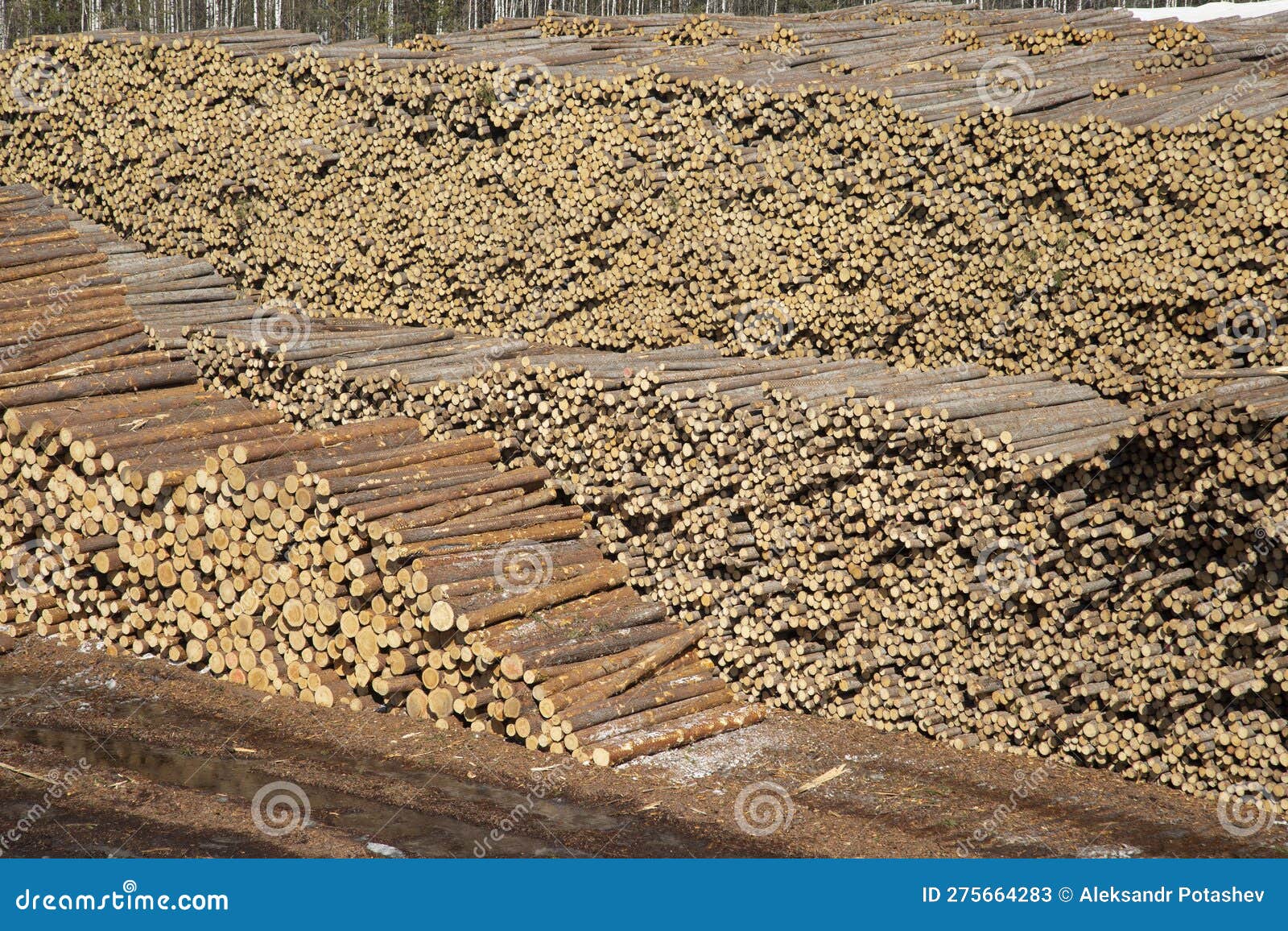 Sawing Logs into Boards.Timber Products Warehouse on a Specialized Site ...