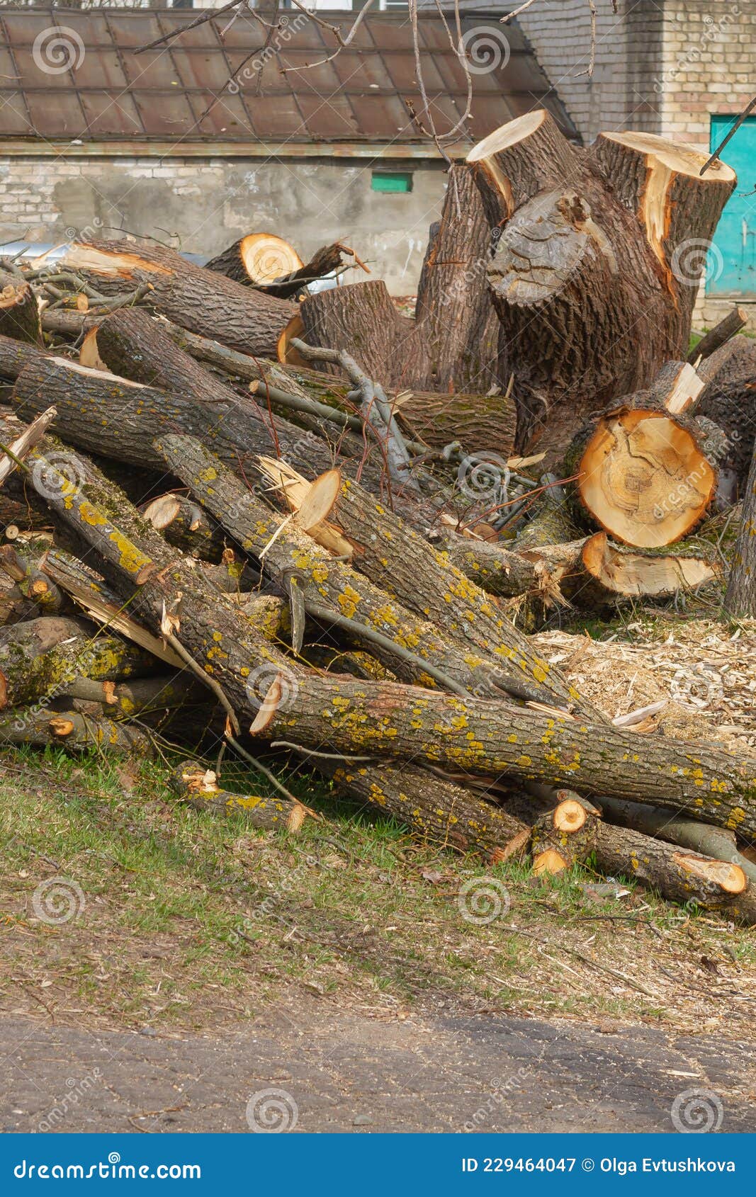 Sawing Old Rotten Trees in a Park in the City Stock Image - Image of ...