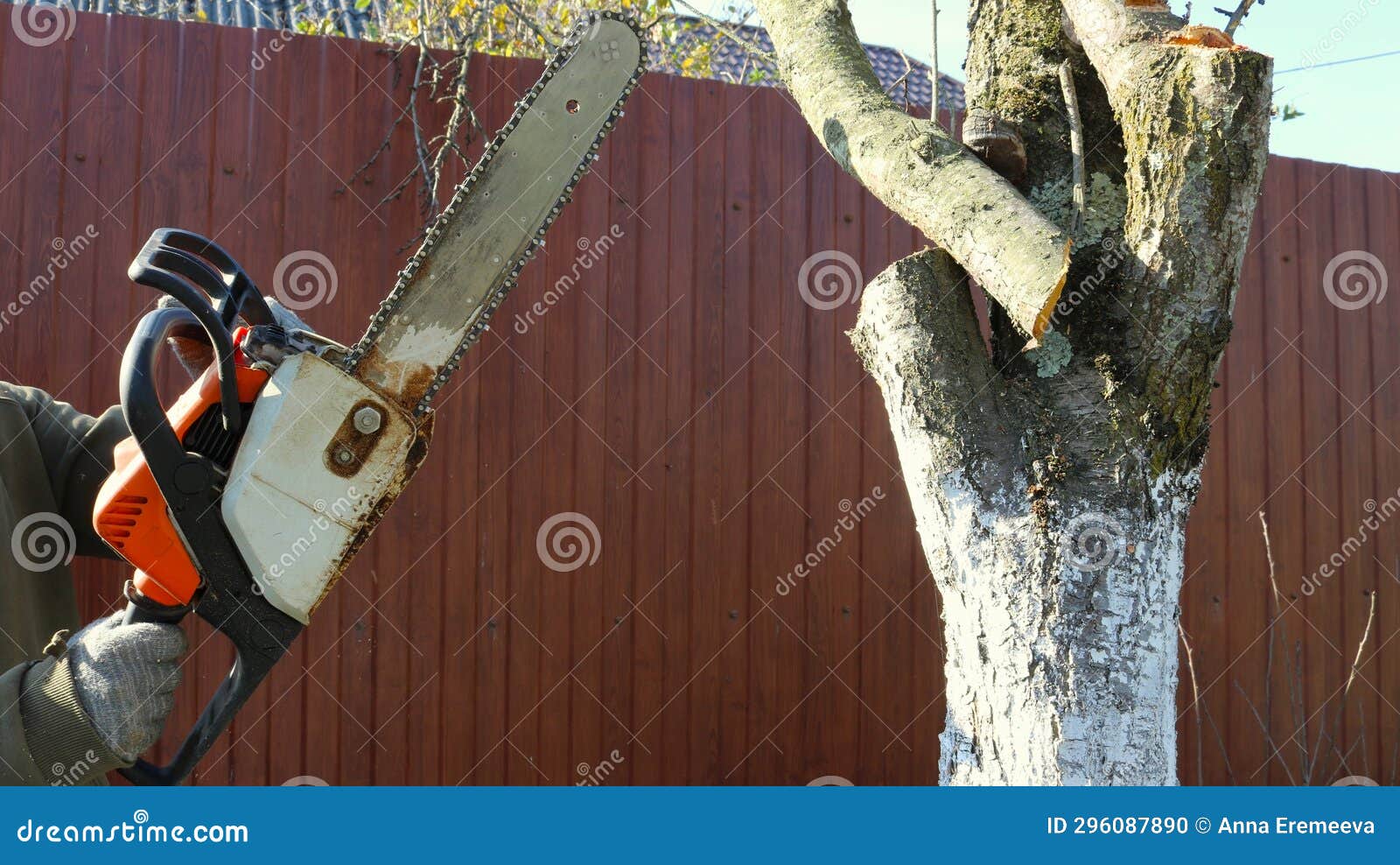 Sawing Tree Branches with an Old Gasoline Saw Stock Photo - Image of ...