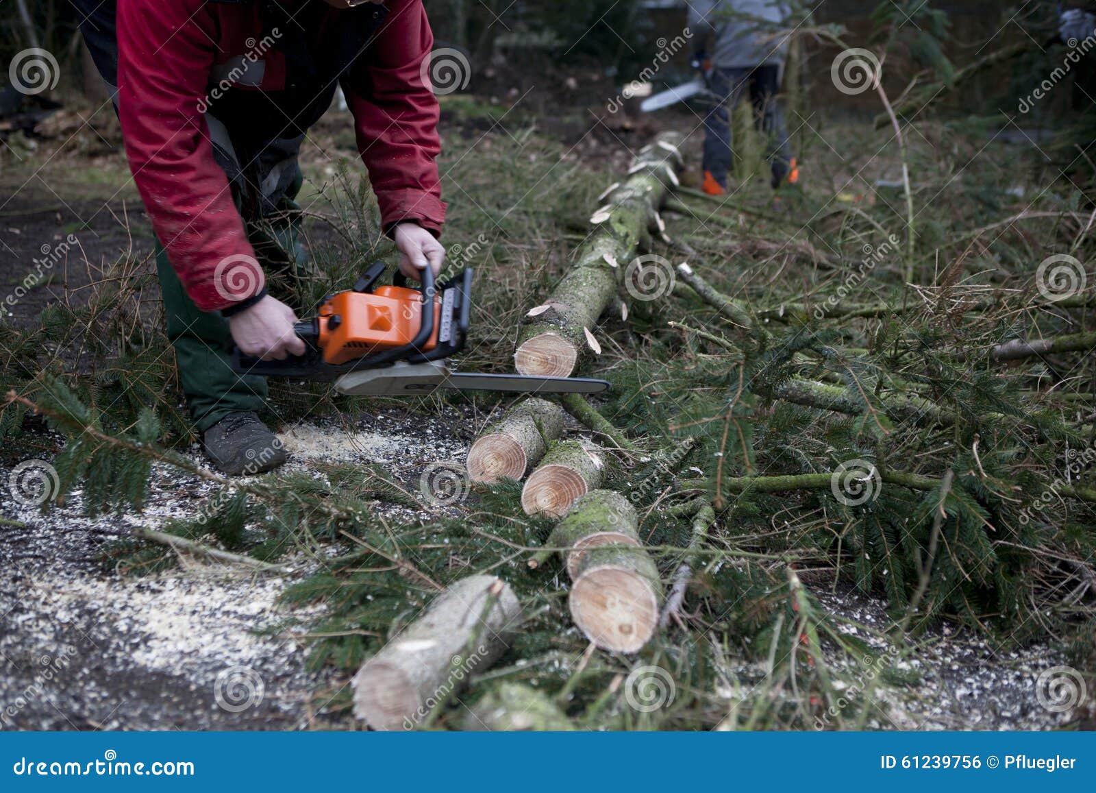 Sawing tree stock photo. Image of forest, nature, sawing - 61239756