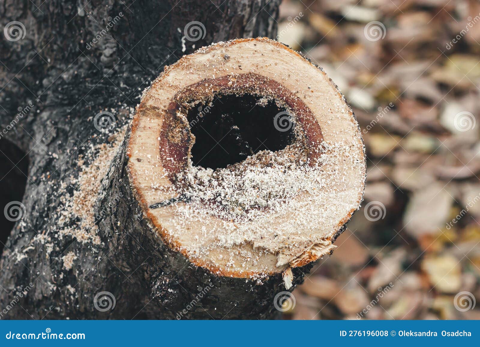Sawn Branch on a Tree. Tree Pruning Process Stock Photo - Image of ...