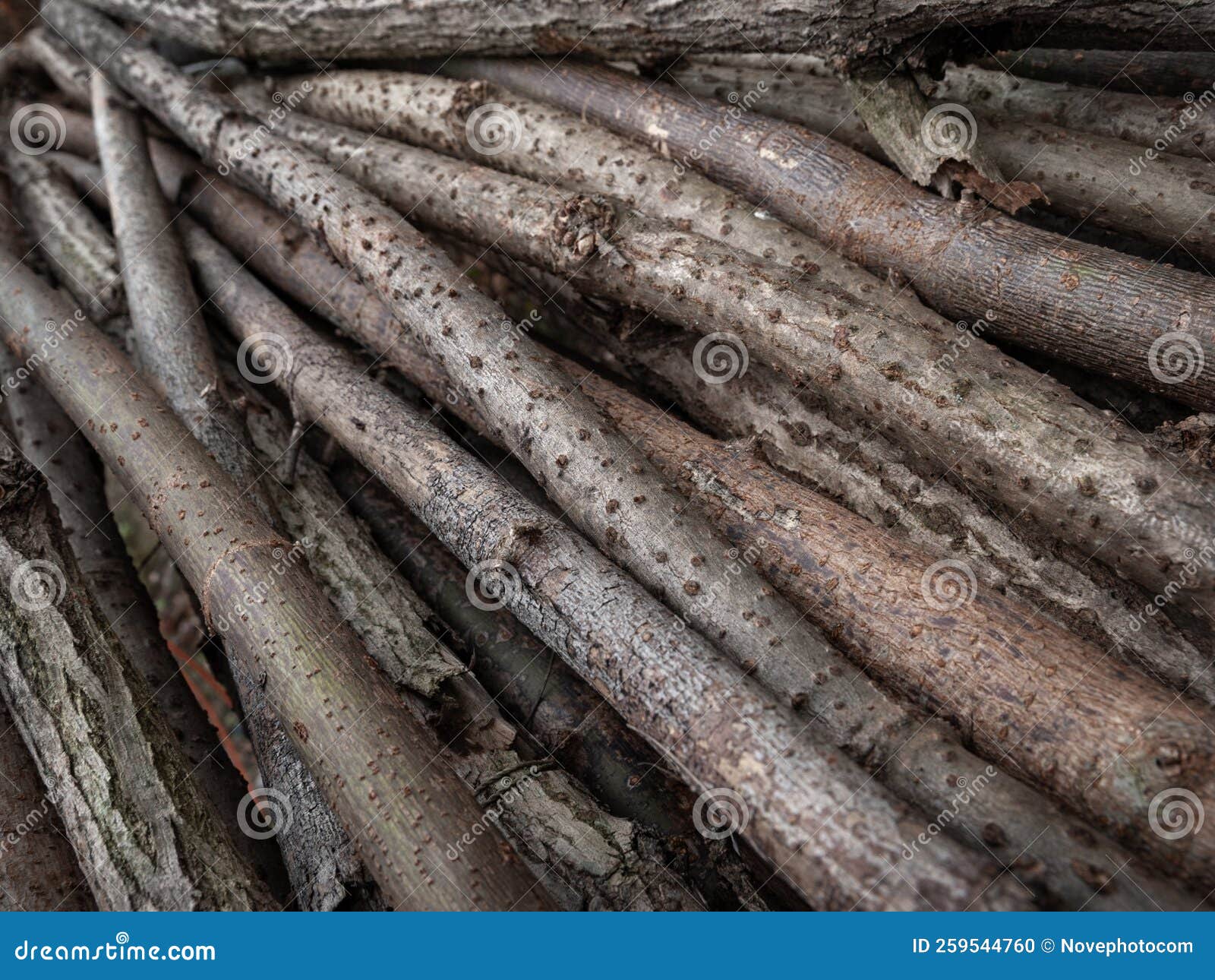 Cut Branches. Stack Of Branches. Firewood For A Fire. A Bunch Of Wood ...