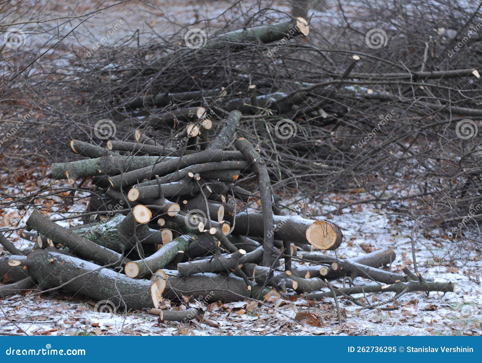 Sawn Branches. Stack Of Branches. Wood For A Fire. A Pile Of Firewood ...
