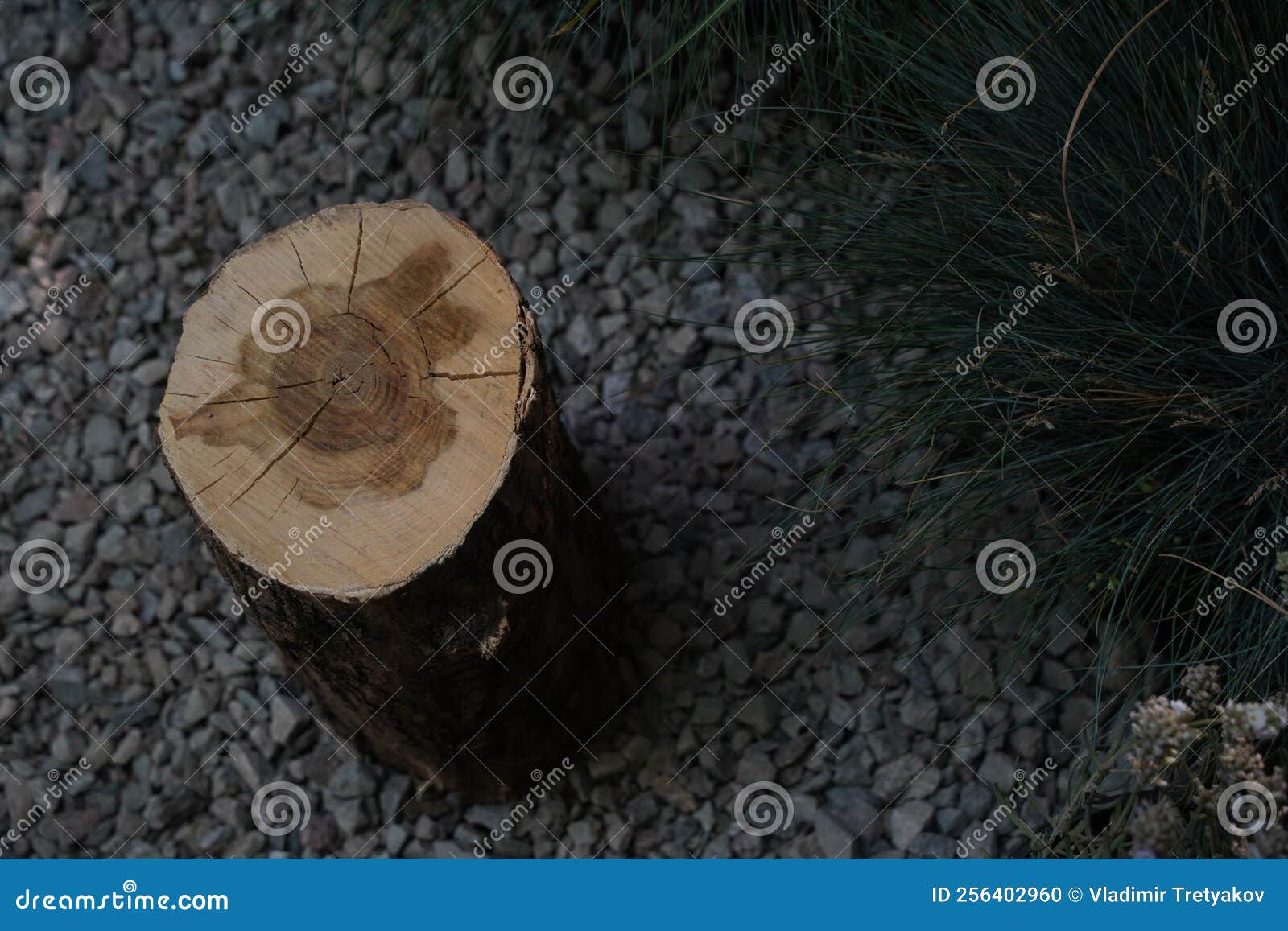 Sawn Decorative Stump for Sitting Around the Fire Stock Photo - Image ...