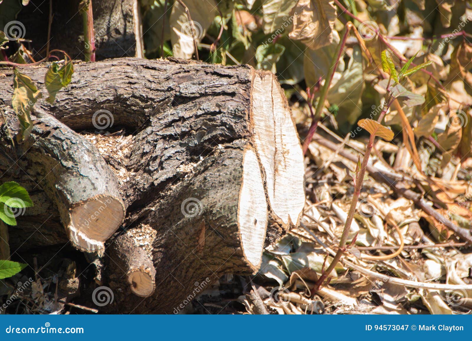 Sawn discarded tree log stock image. Image of bark, leaves - 94573047