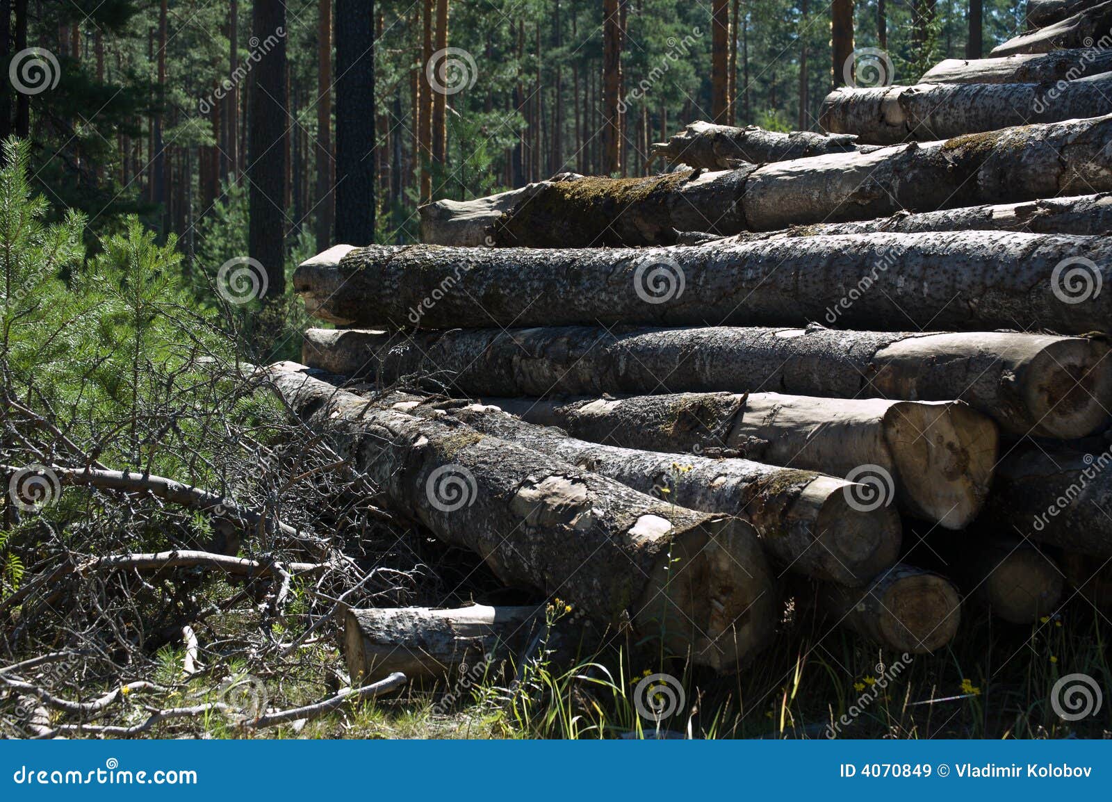 Sawn down wood stock image. Image of resource, cracked - 4070849