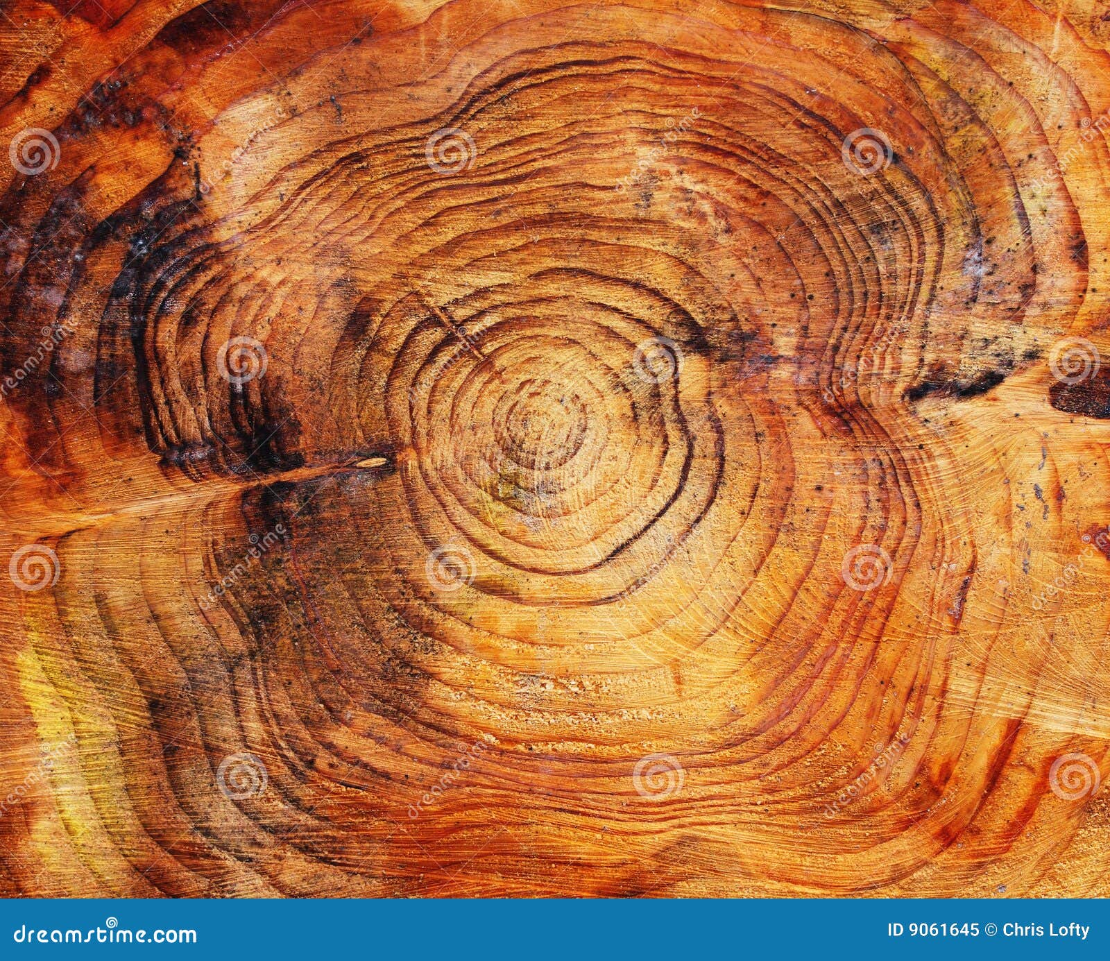 Sawn end of a Pine Tree stock image. Image of lumber, natural - 9061645