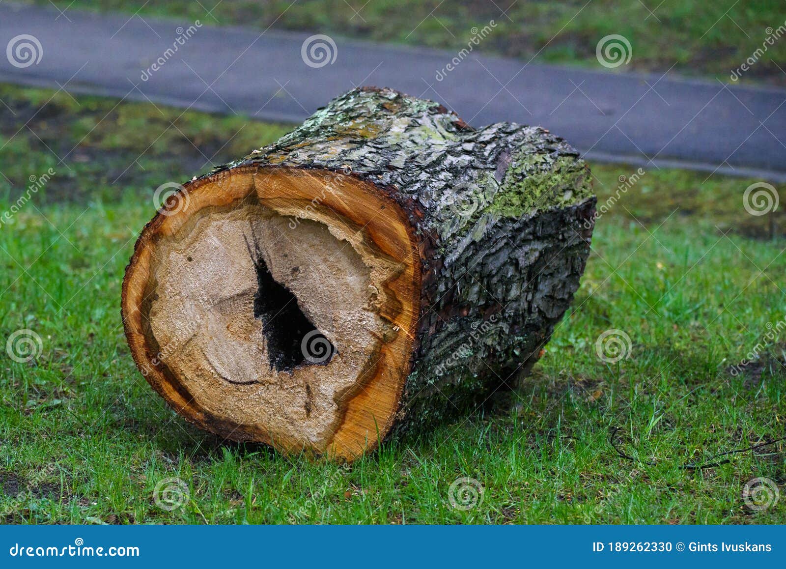 Sawn Fallen Tree on the Street in City Stock Photo - Image of growth ...