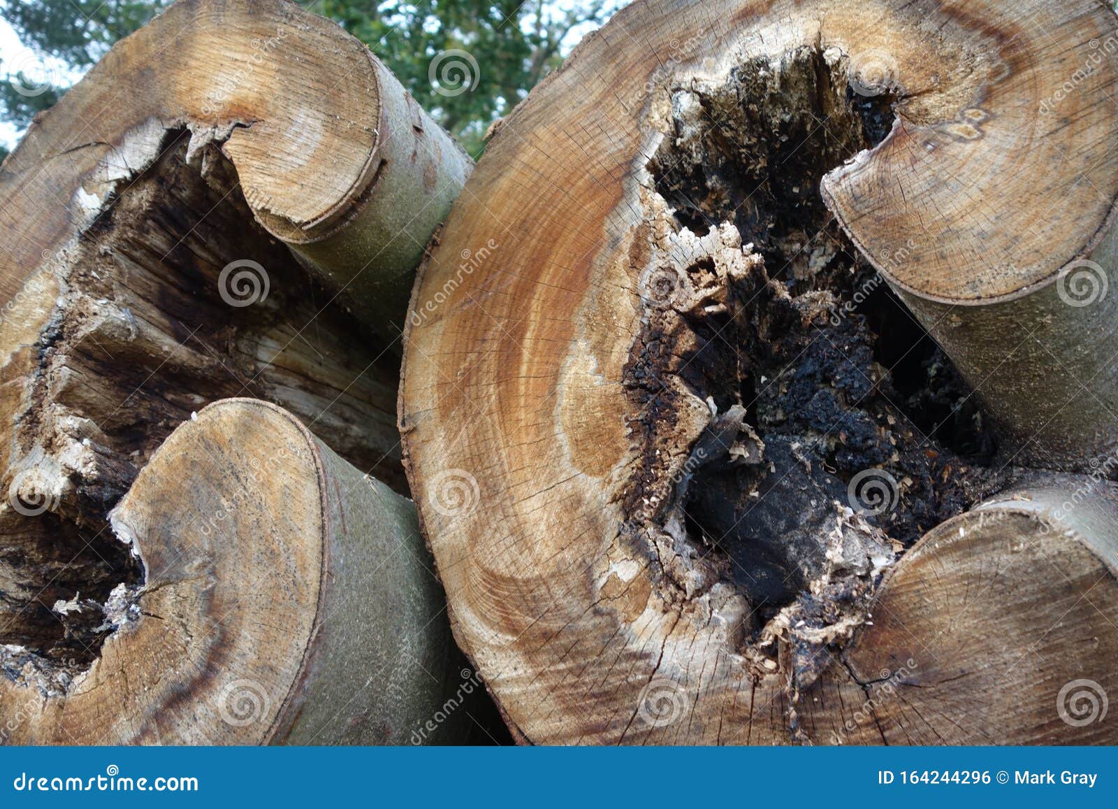 Sawn Hollow Tree Trunks stock photo. Image of woodland - 164244296
