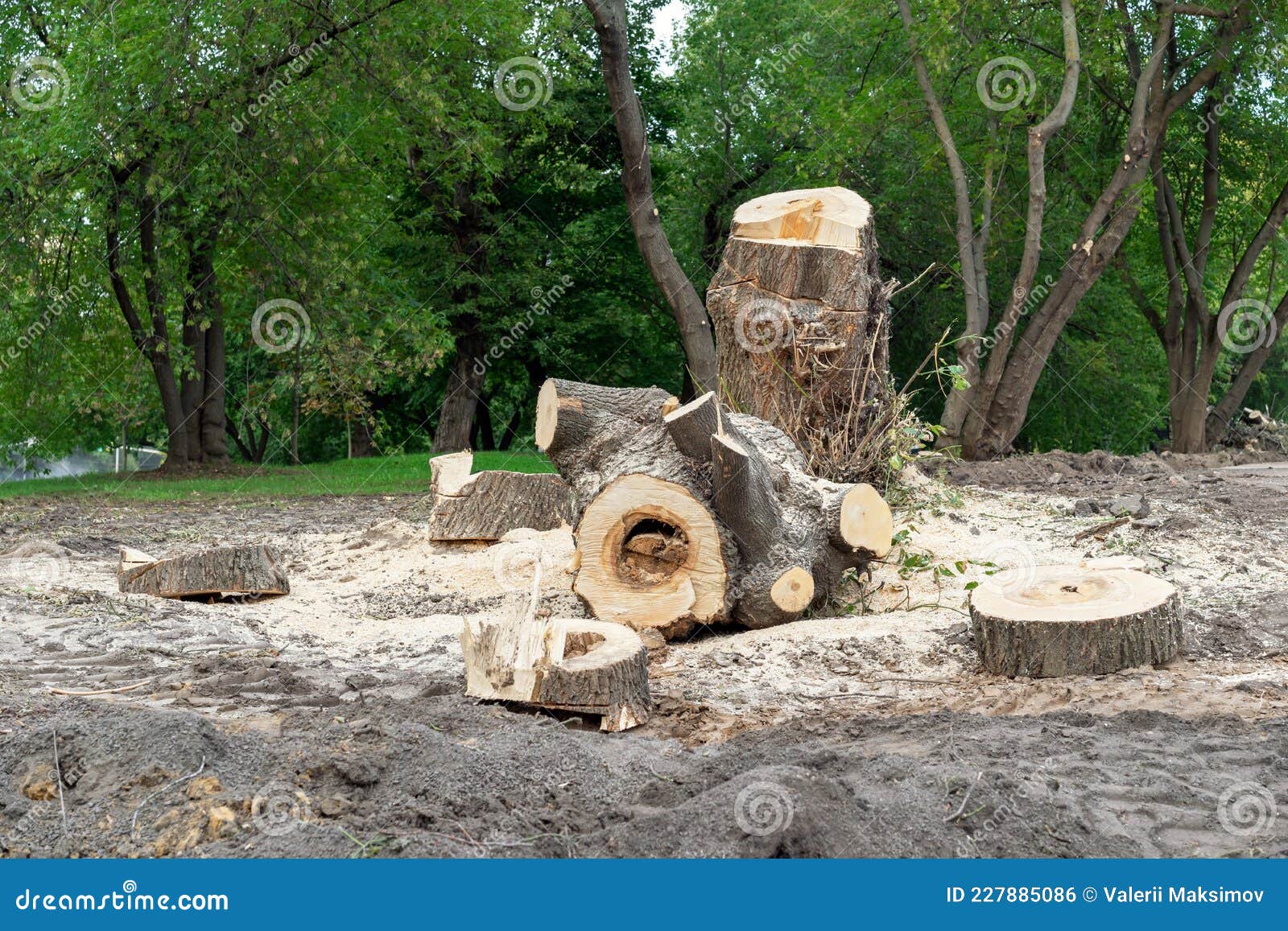 Sawn Huge Tree. Deforestation Stock Photo - Image of uprooted, timber ...