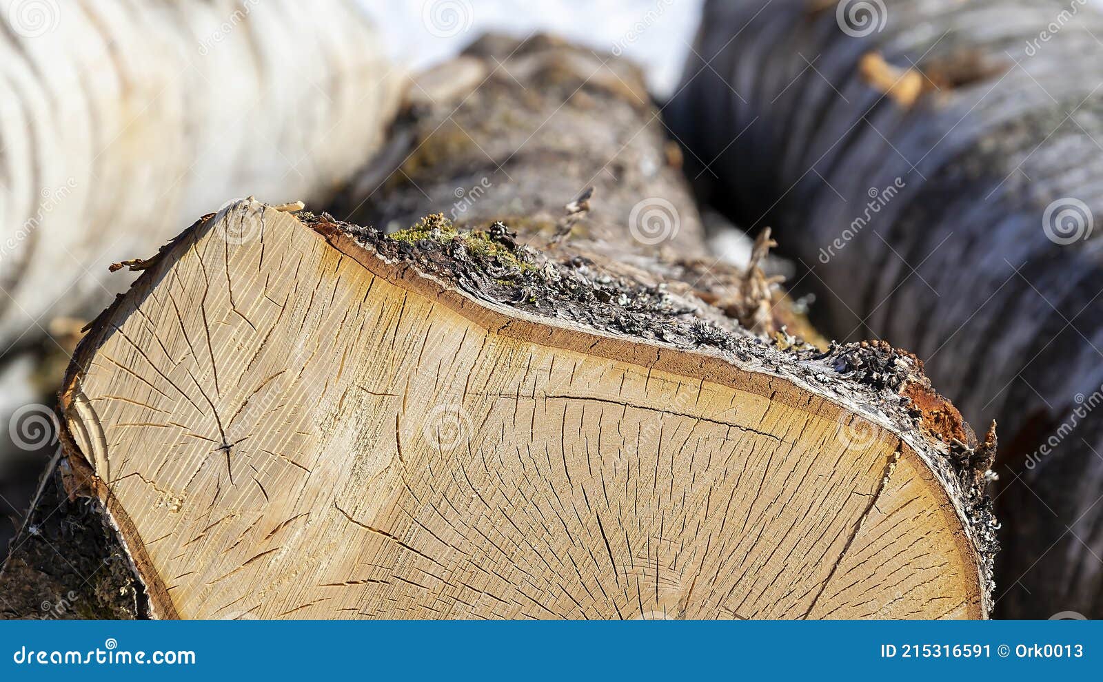Sawn log end face stock image. Image of copy, anniversary - 215316591