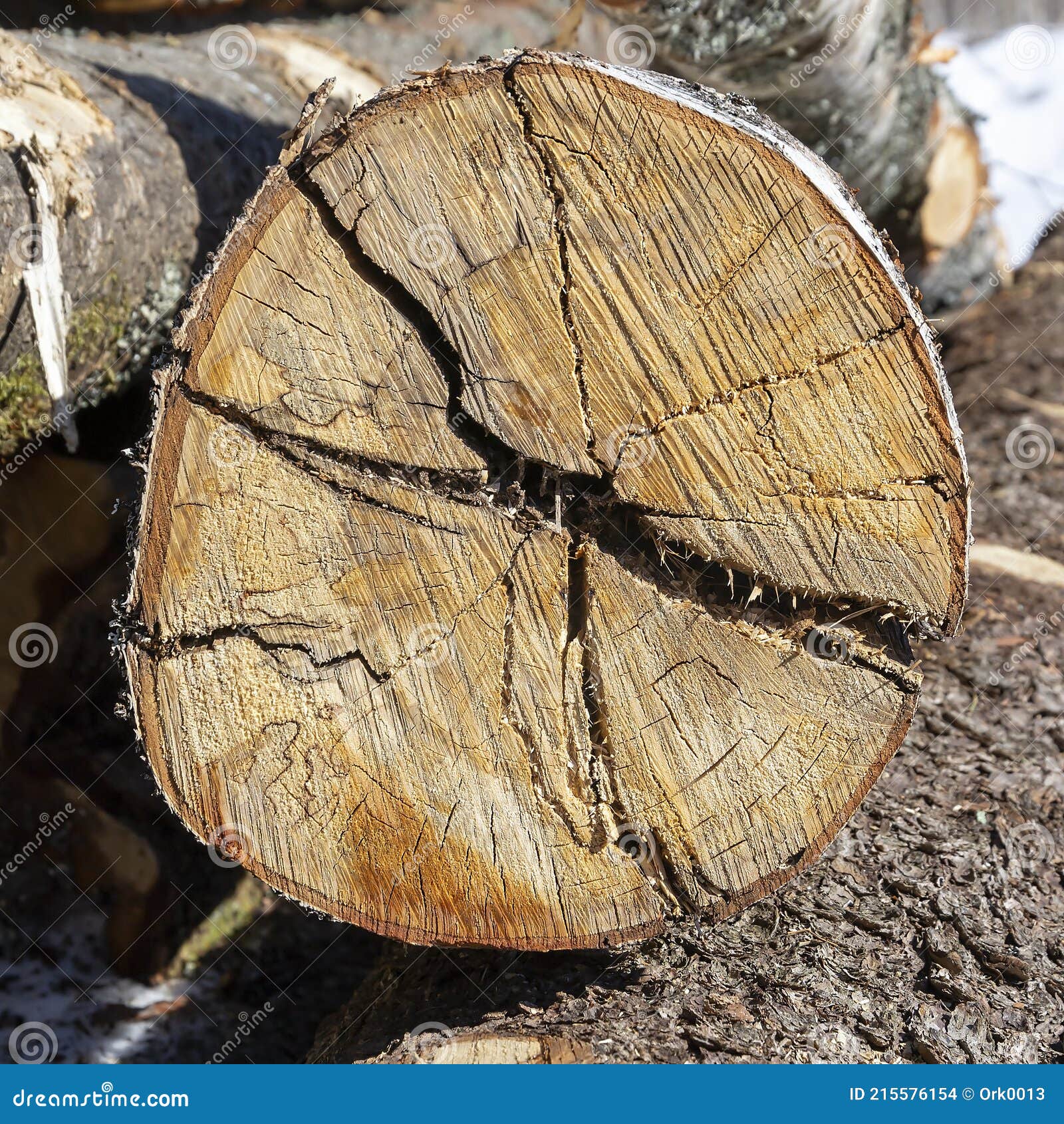Sawn log end face stock photo. Image of ring, life, pattern - 215576154