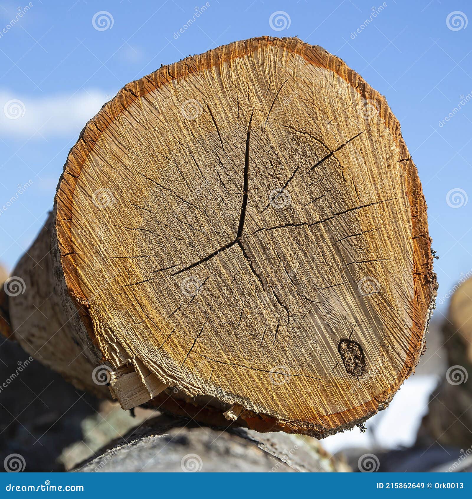 Sawn log end face stock image. Image of growth, closeup - 215862649