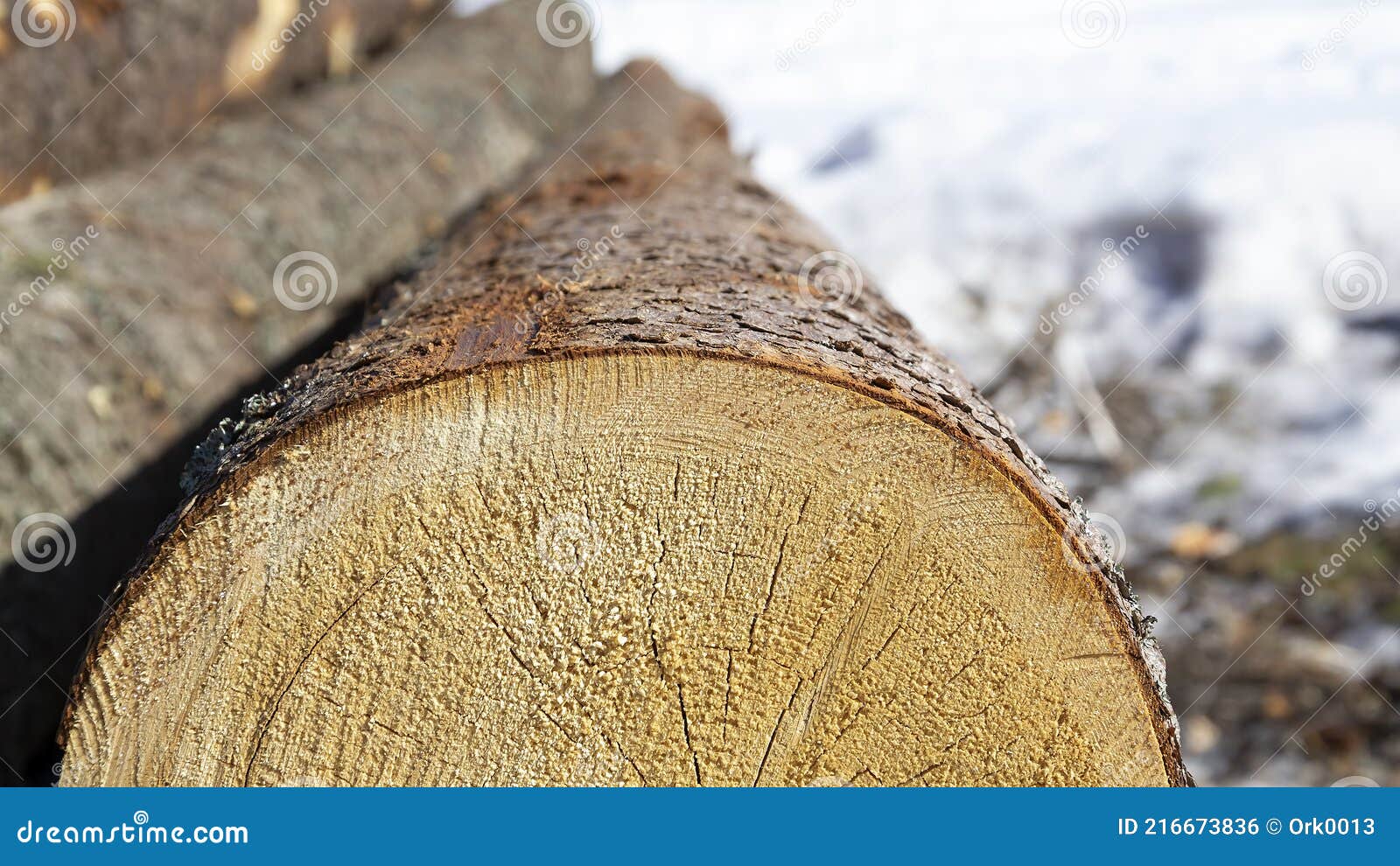 Sawn log end face stock photo. Image of horizontal, growth - 216673836