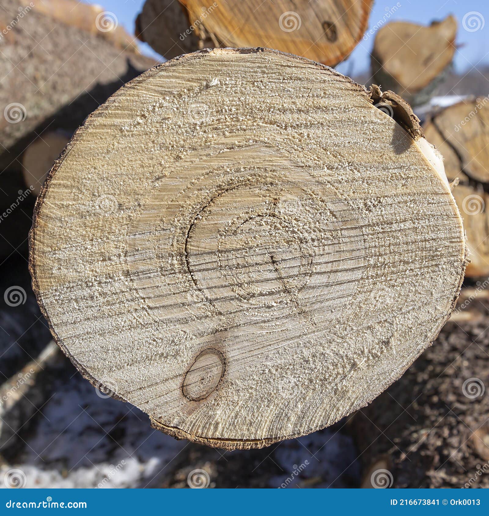 Sawn log end face stock image. Image of circle, people - 216673841