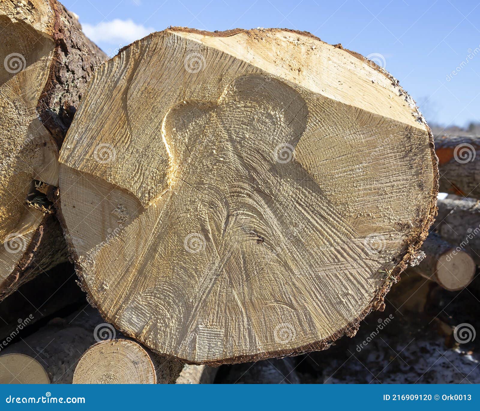 Sawn log end face stock photo. Image of industry, mature - 216909120