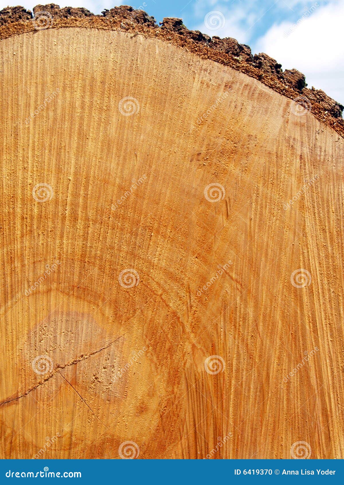 Sawn Log Texture; Red Oak stock photo. Image of tree, sawn - 6419370