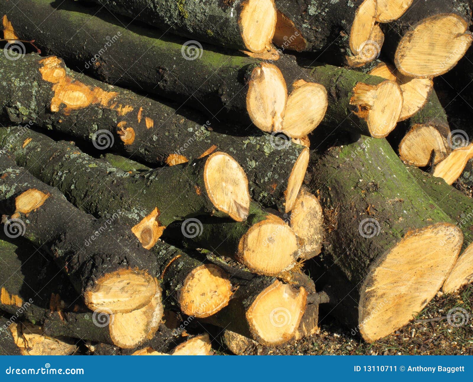 Sawn logs stock image. Image of nature, tree, lumber - 13110711