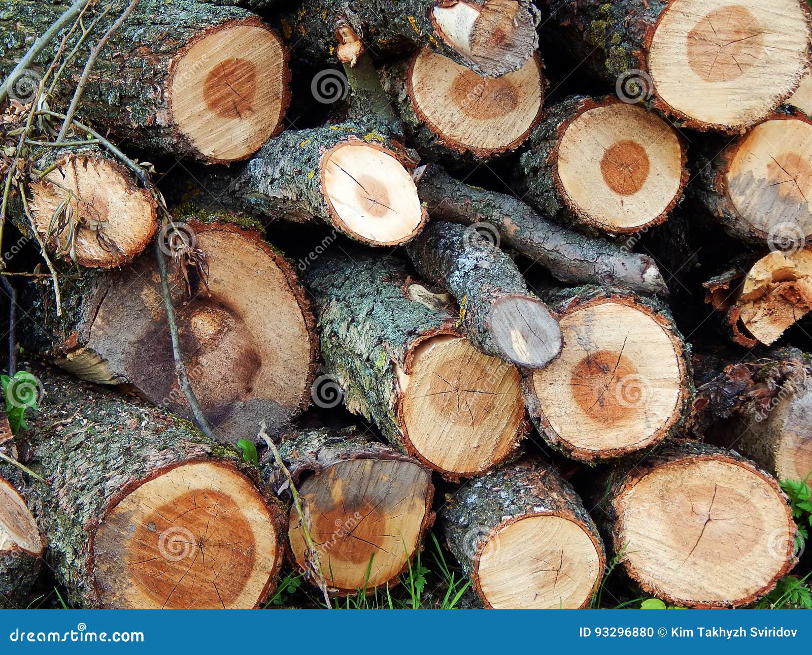 Sawn logs on the ground stock photo. Image of ecology - 93296880