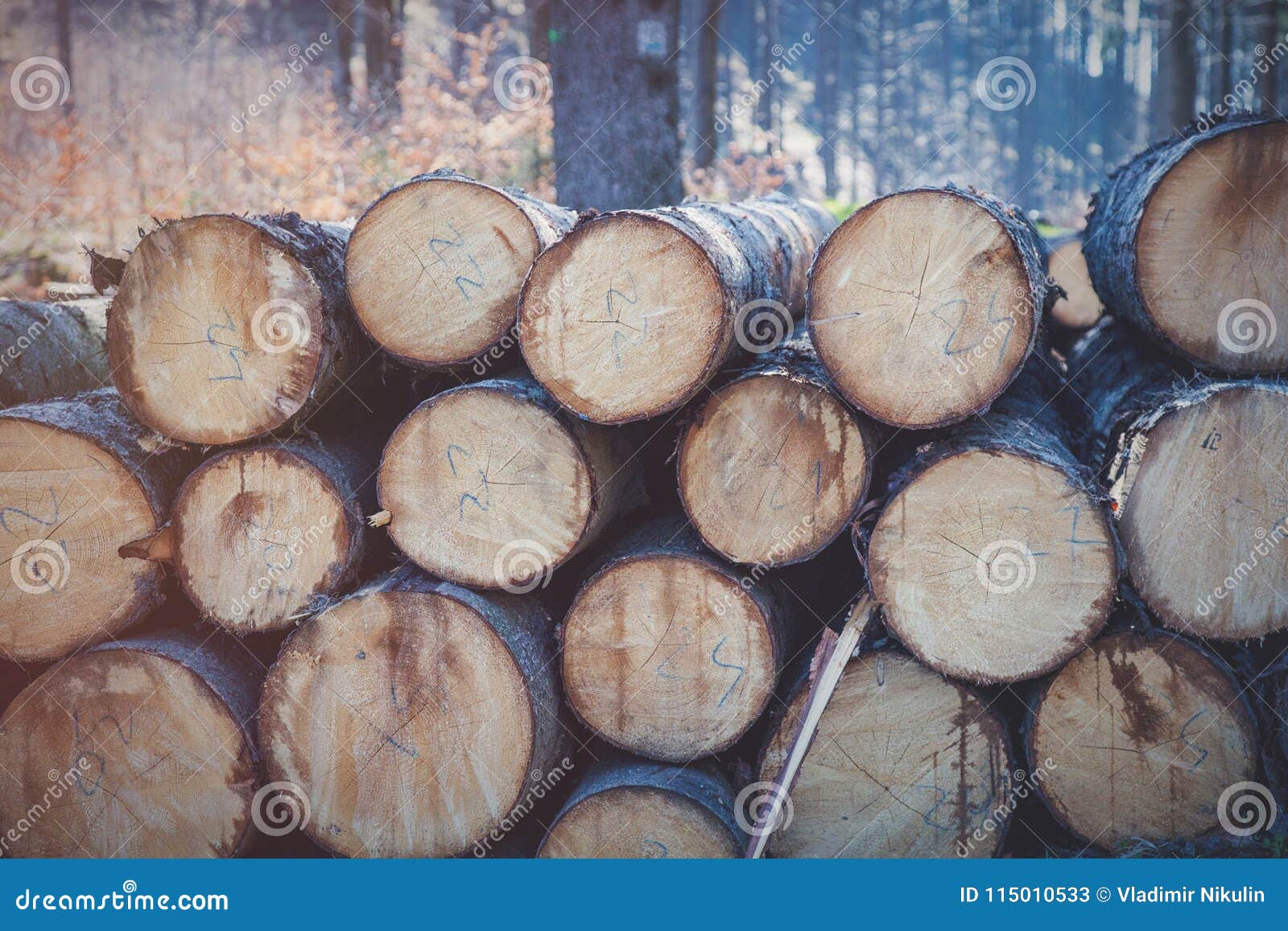 Sawn Logs Lying in the Forest Stock Image - Image of lumber, forest ...