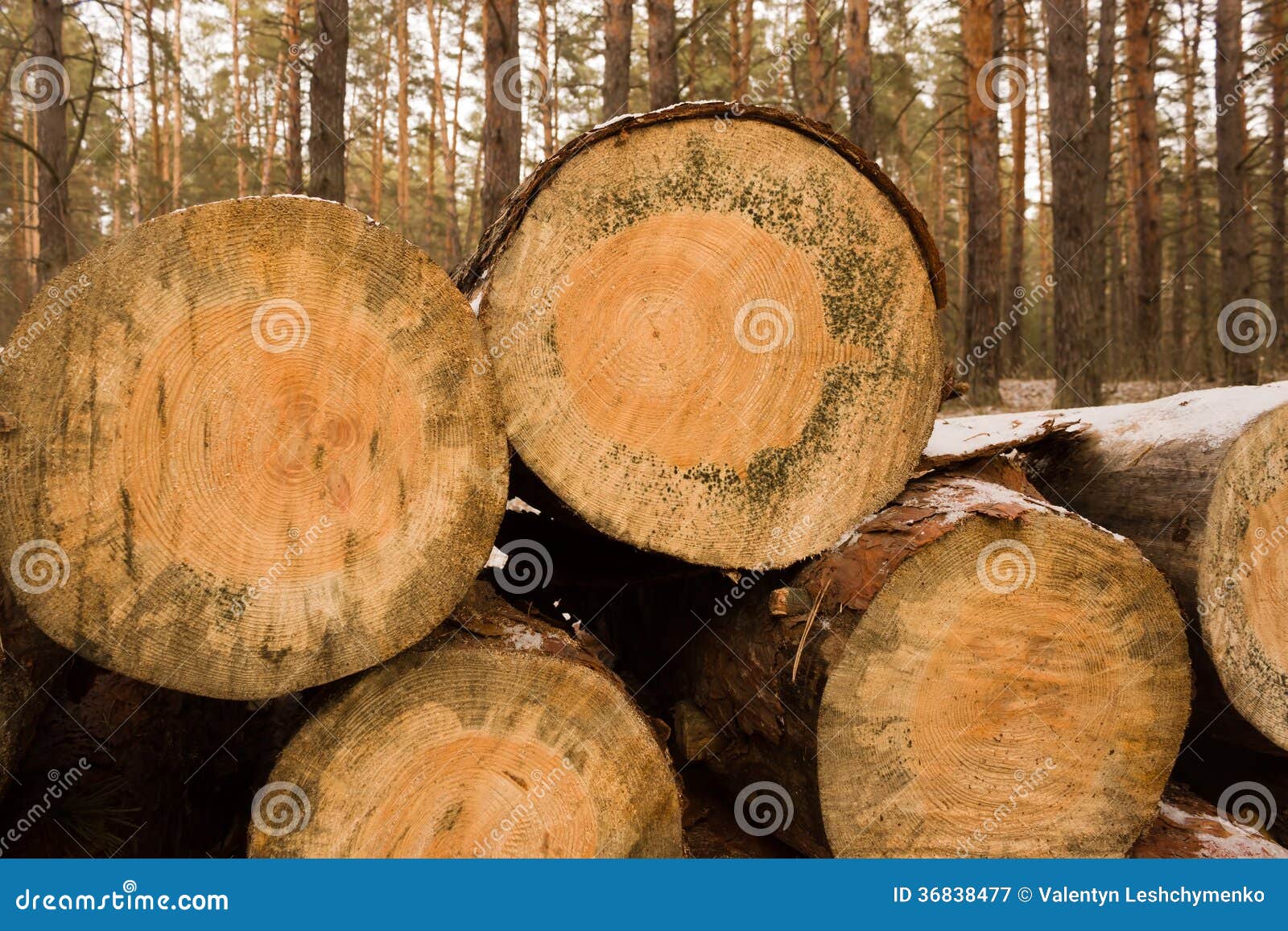 Sawn Logs Stacked in the Forest Stock Image - Image of destruction ...
