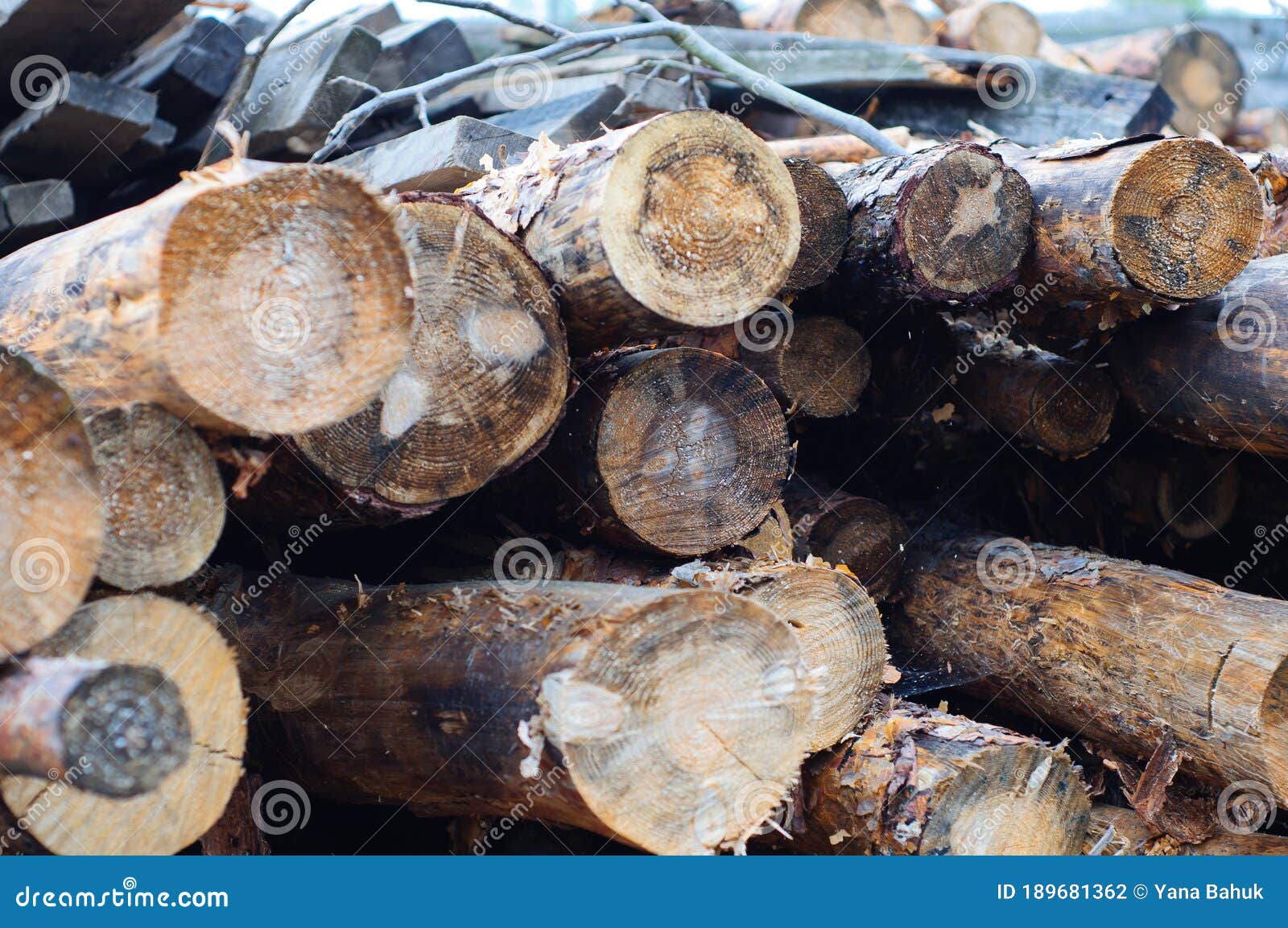 Sawn Logs and Stump of a Sawn Tree on the Grass. Sanitary Cutting of ...