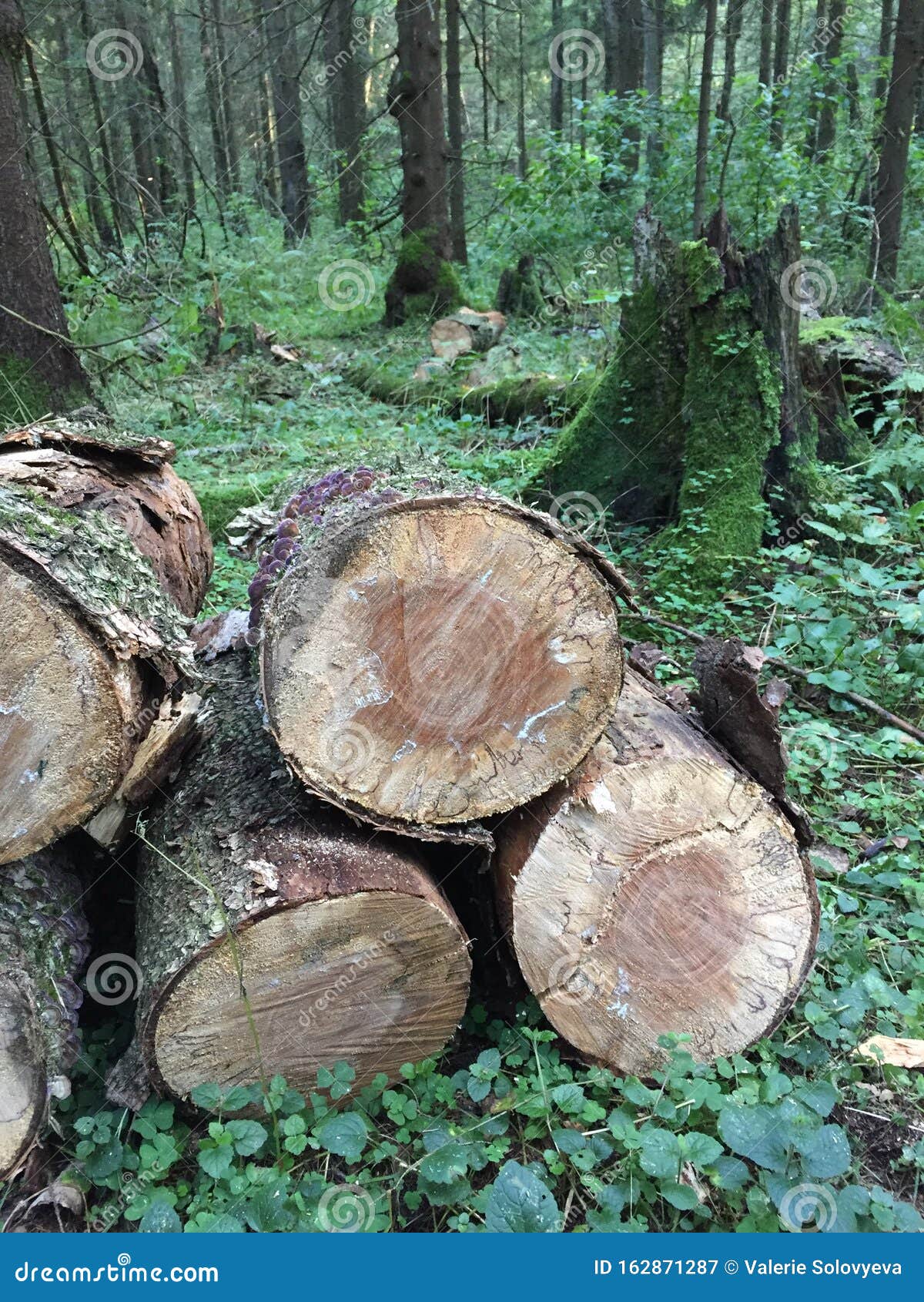 In the forest stock image. Image of forest, nature, wild - 162871287