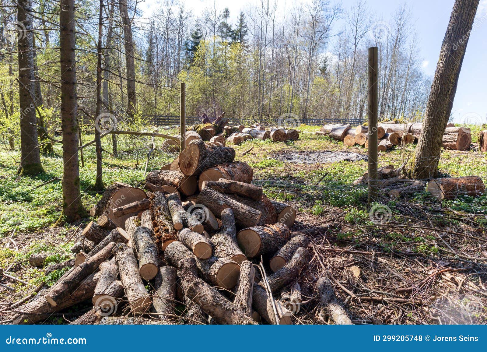 Sawn Logs of Wood Lie in a Pile on the Ground Stock Photo - Image of ...