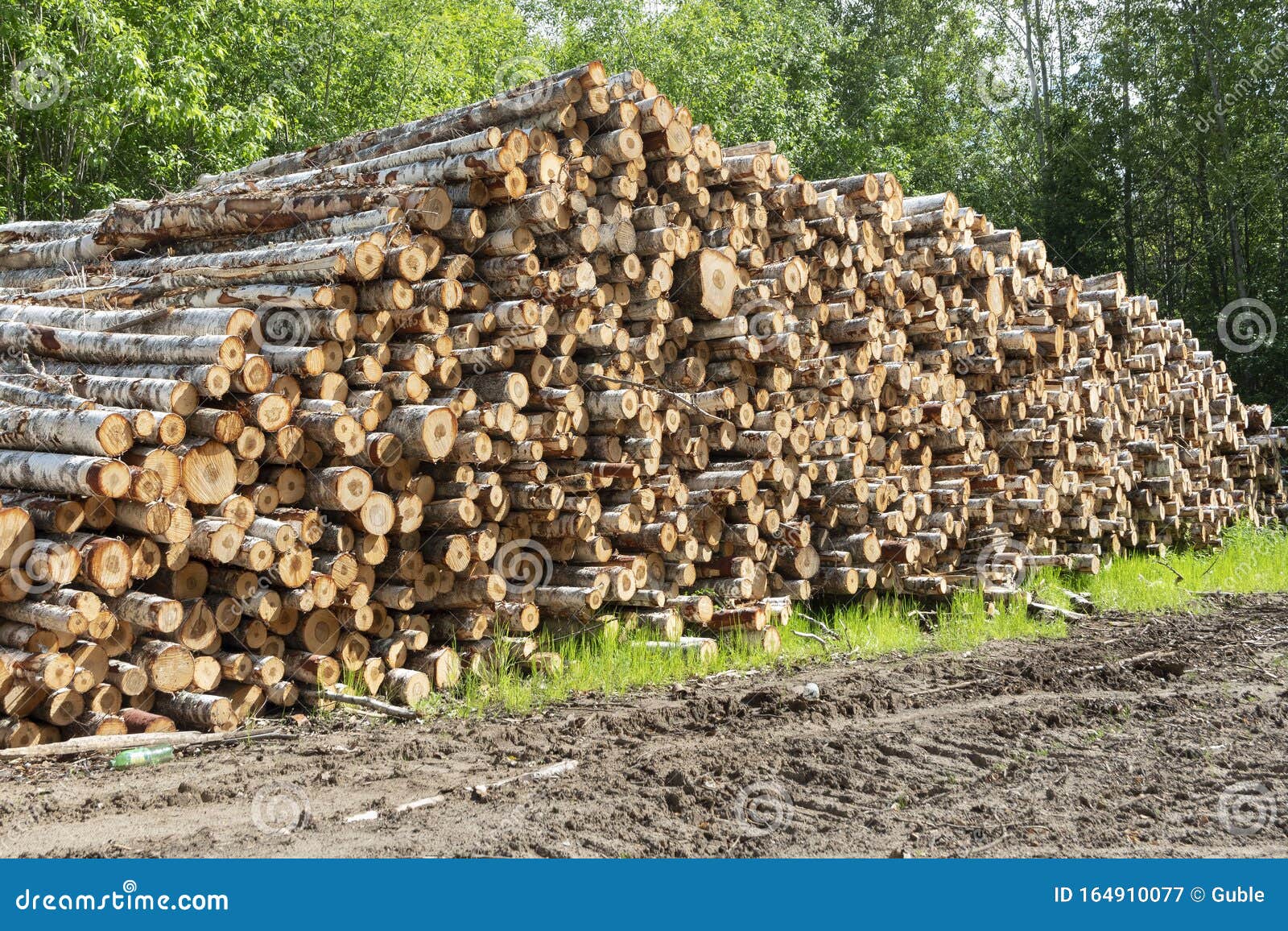 Sawn Logs in the Woods. Pile of Sawn Wood Stock Image - Image of sawn ...