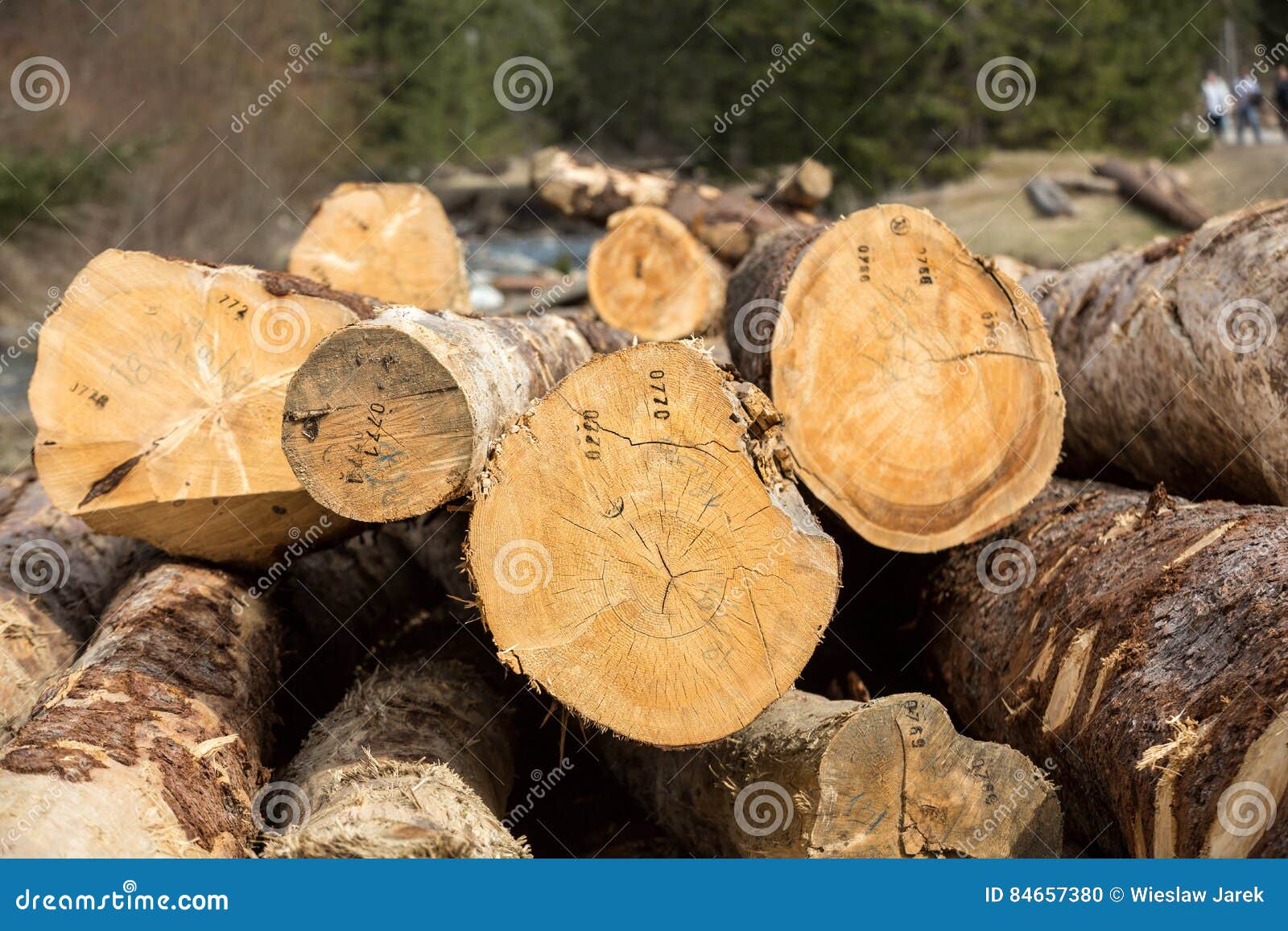 Sawn Long Pine Logs of Different Sizes Lies on a Ground. Stock Photo ...