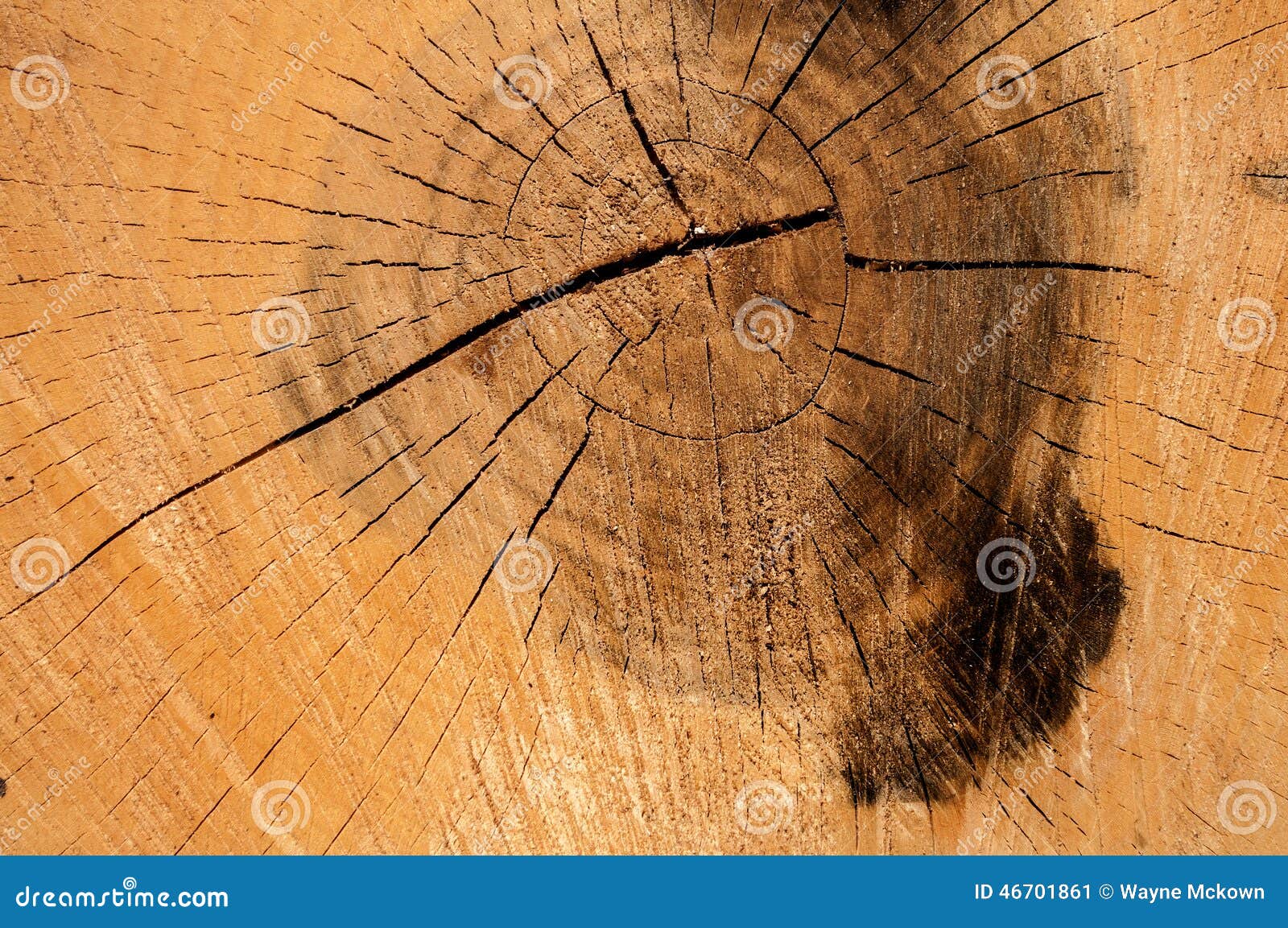 Sawn Oak Tree Log Textured Background Stock Image - Image of pattern ...