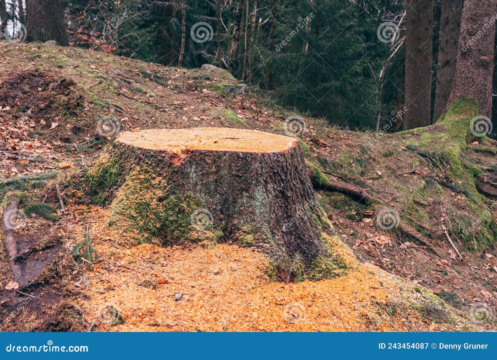 Sawn-off Tree Stump in the Forest Stock Image - Image of environmental ...