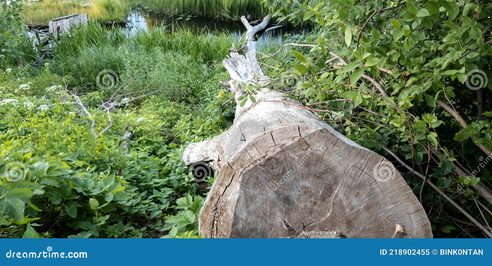 The Sawn Old Big Tree. Cutting of Trees Stock Image - Image of sawmill ...