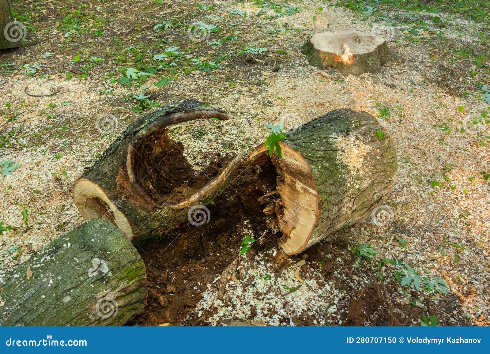 Sawn Old Tree Whose Trunk Has Rotted Stock Photo - Image of nature ...