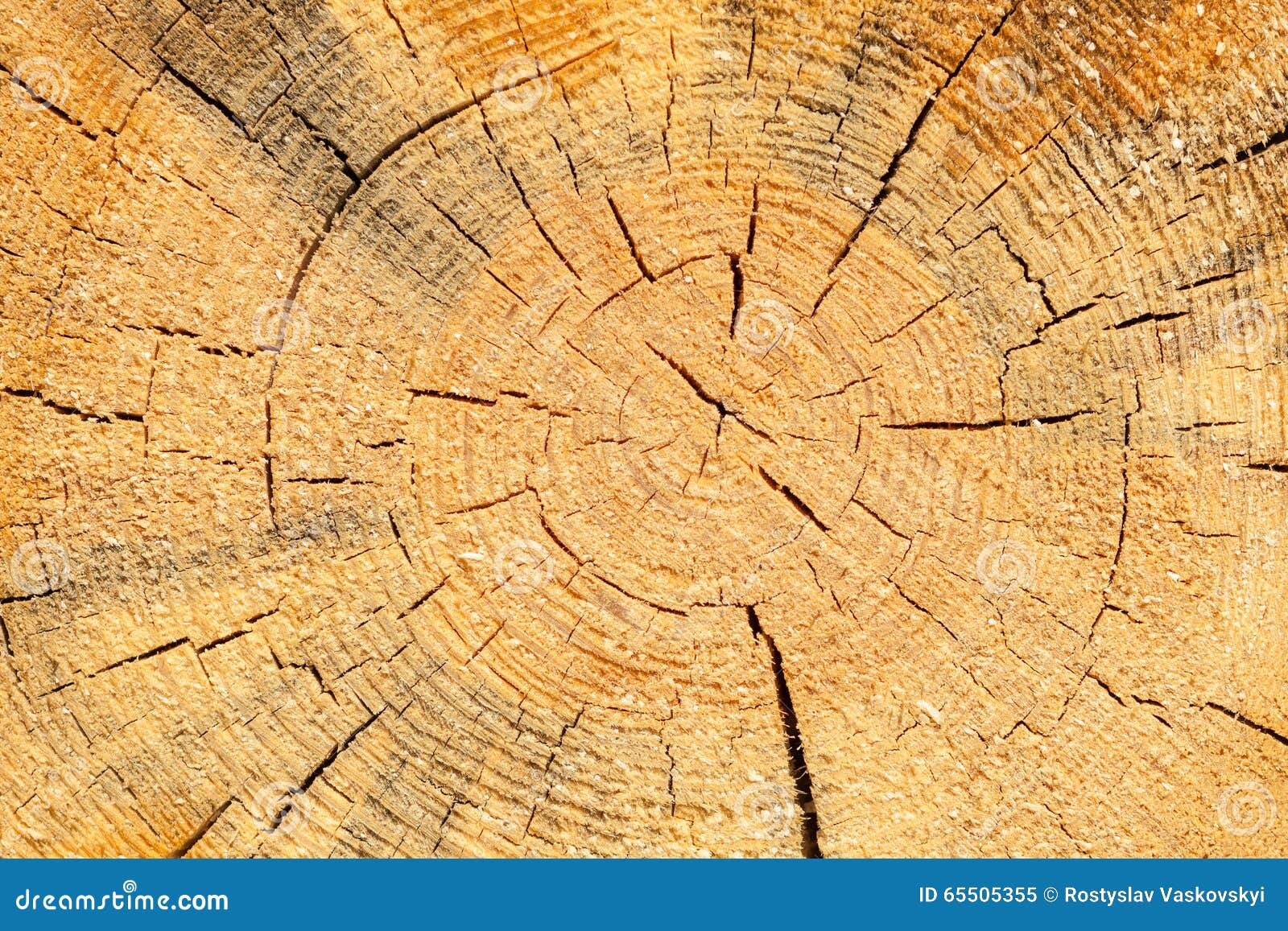 Sawn pine stock image. Image of spike, light, crannied - 65505355