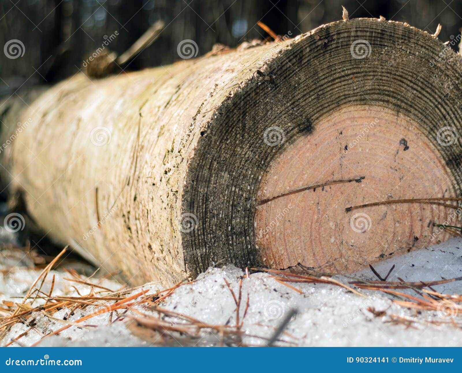 Sawn Pine Timber with Annual Rings Stock Image - Image of forest, brown ...