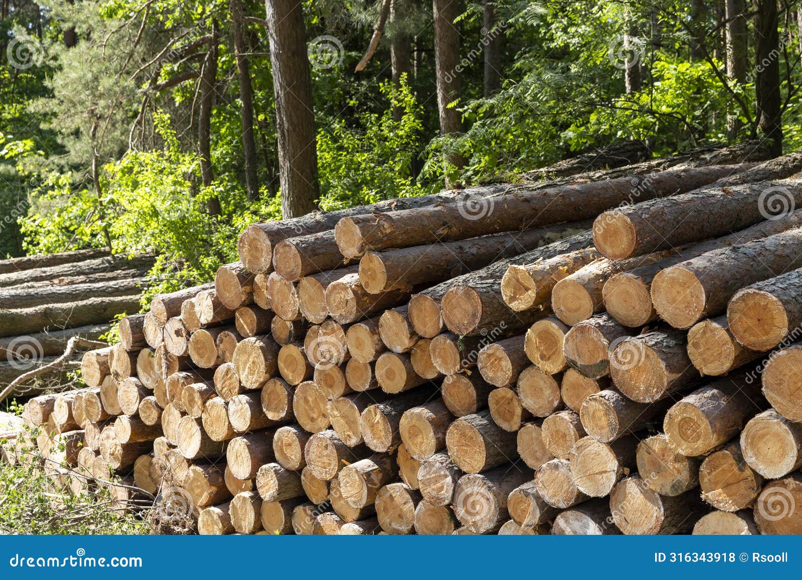 Sawn and Stacked Pine Logs in the Forest during Logging Stock Photo ...