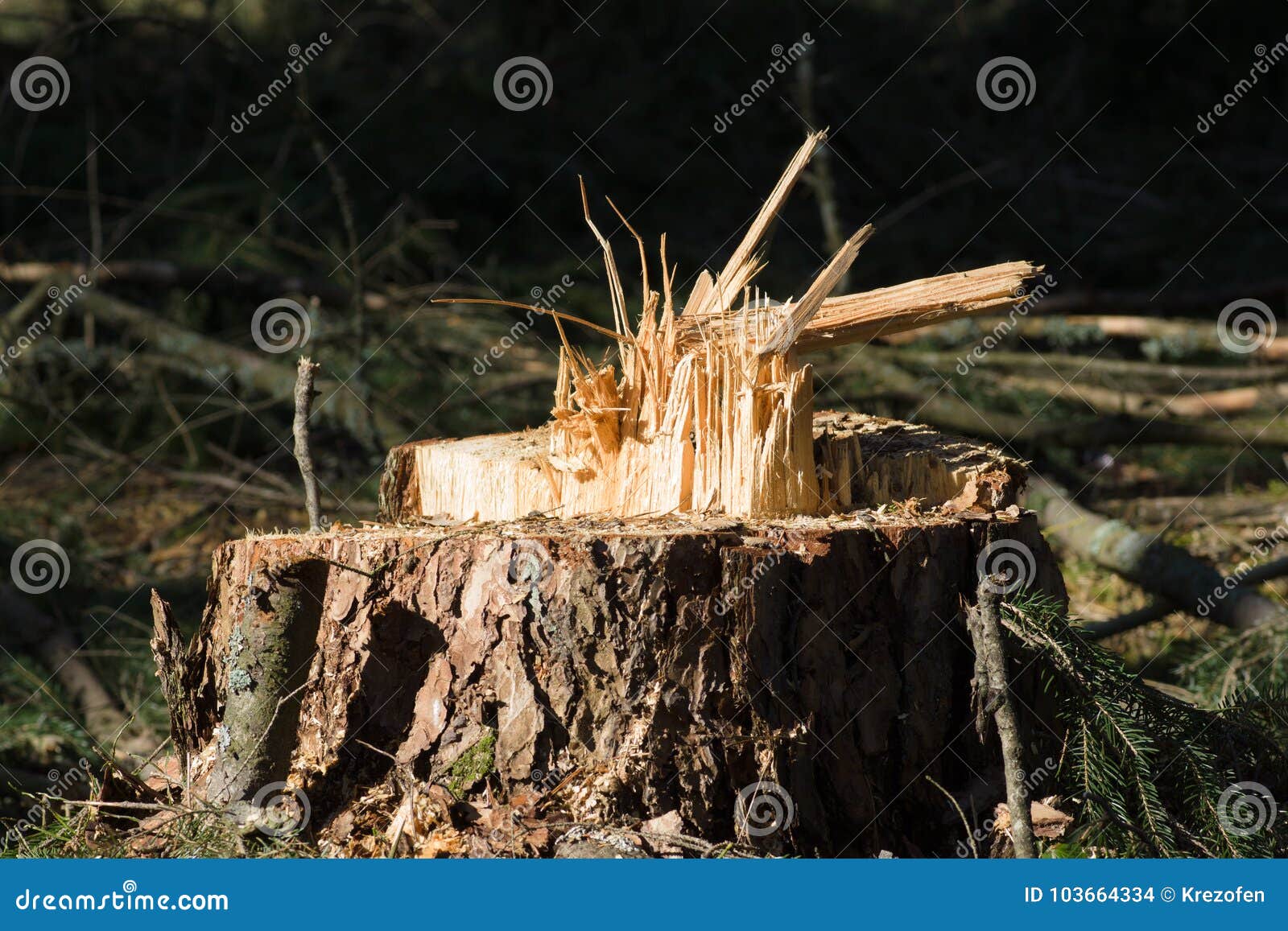 Sawn timber in the forest stock photo. Image of level - 103664334