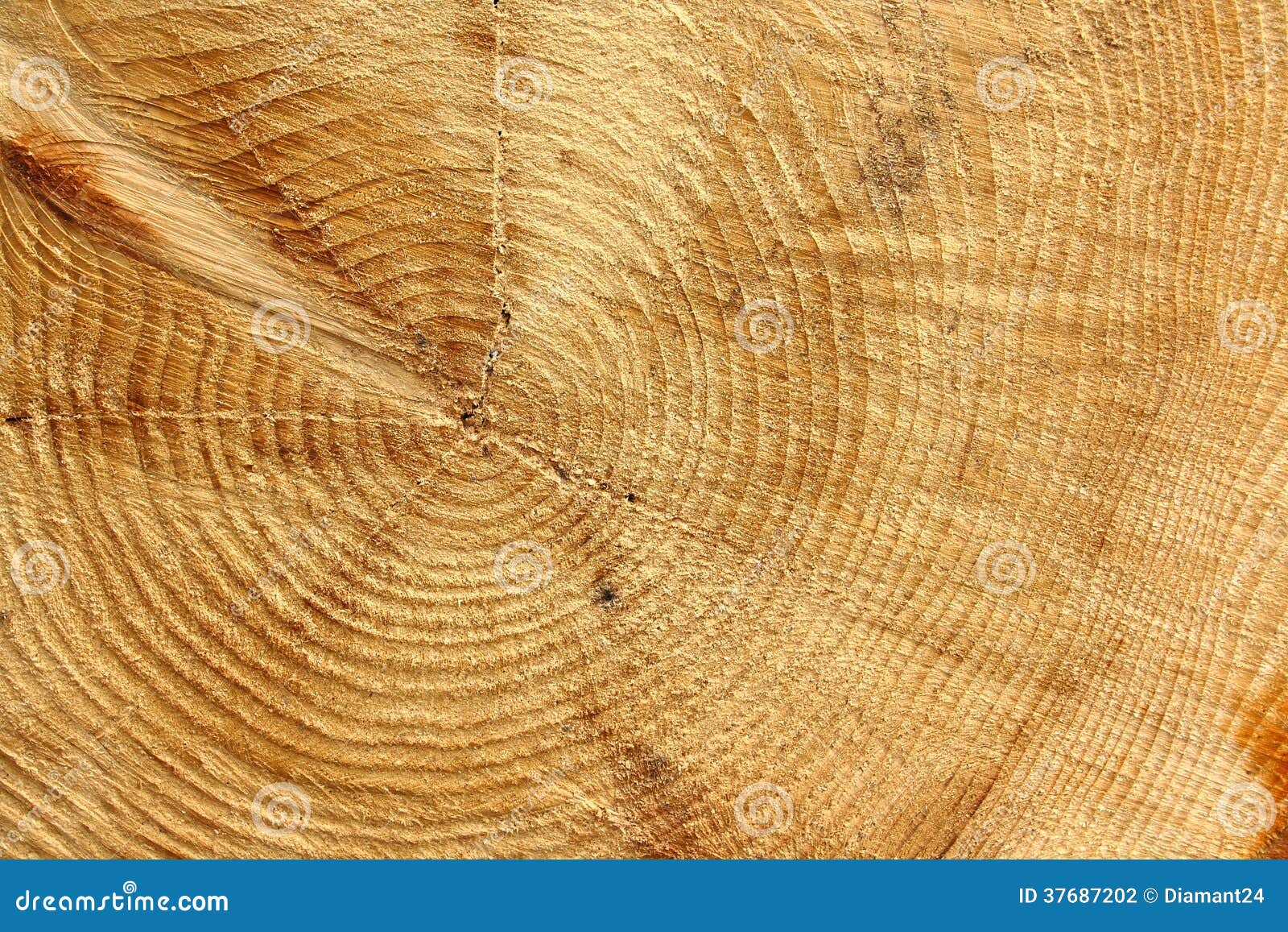 Timber Tree Texture Royalty-Free Stock Photo | CartoonDealer.com #141440715