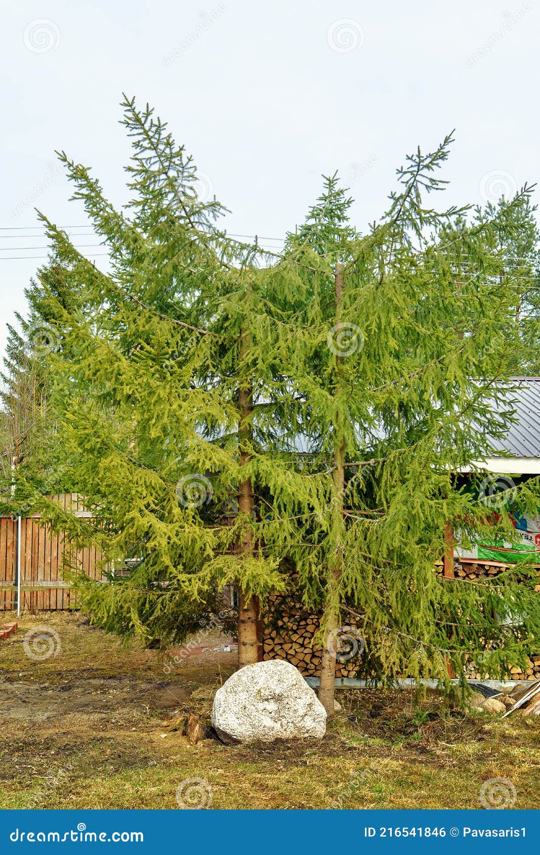 Sawn Top of a Spruce Tree. the Top is Thrown Out when Cutting and Goes ...
