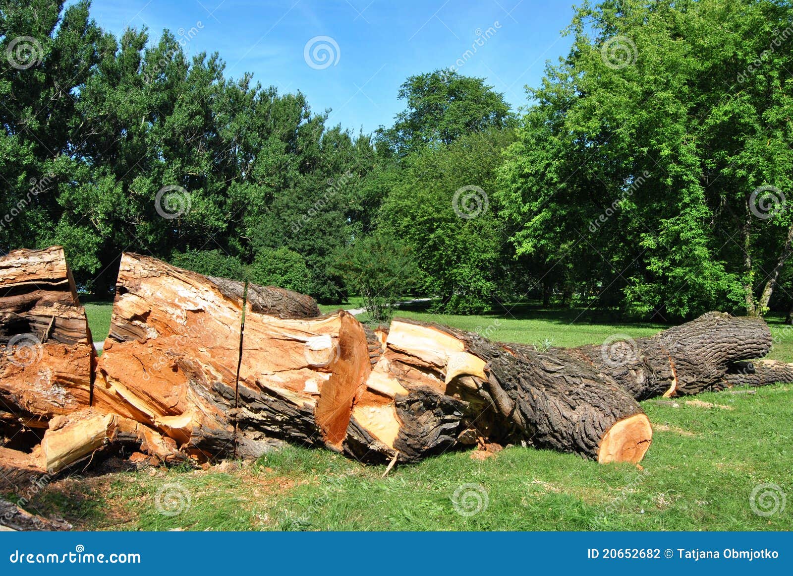 Sawn tree stock photo. Image of nature, forest, summer - 20652682