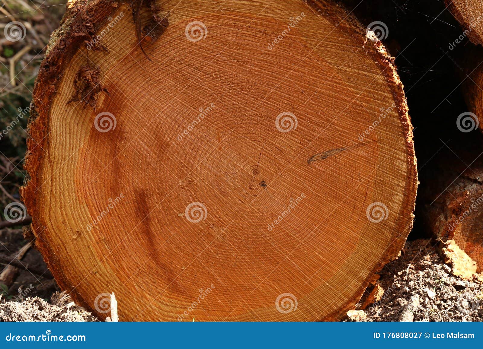 Sawn Tree. Annual Rings on a Tree Stock Image - Image of process, life ...