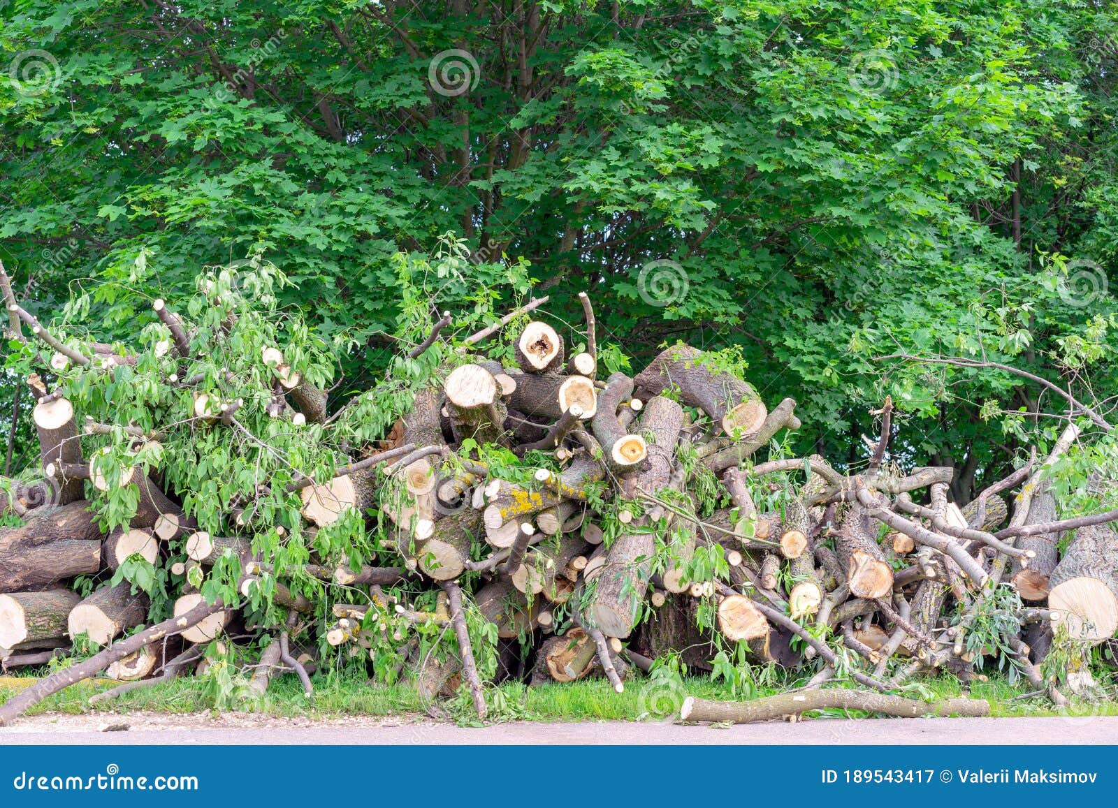 Sawn Tree after Falling As a Result of Natural Disaster Stock Image ...
